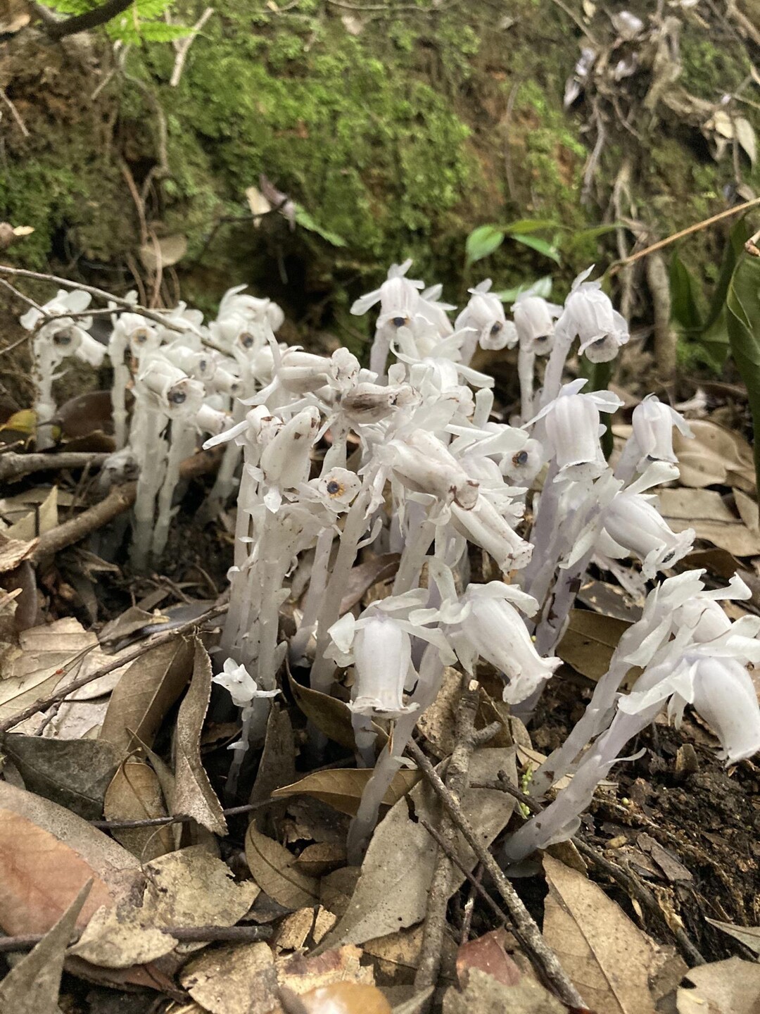 見応えのあるギンリョウソウ🤩 / SUGIさんの矢田丘陵・法隆寺の活動データ | YAMAP / ヤマップ