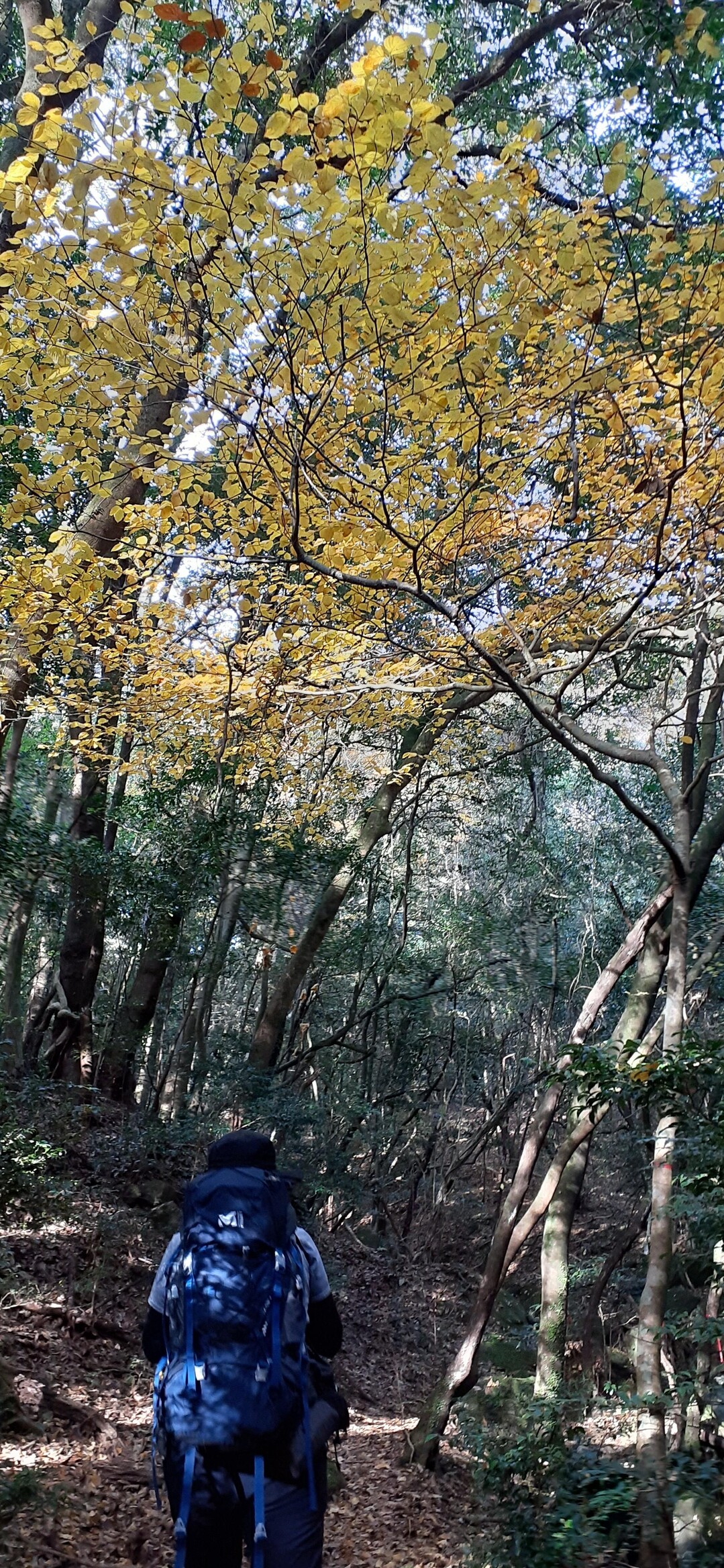 石谷山・九千部山 / miwaさんの雷山・井原山の活動データ | YAMAP / ヤマップ