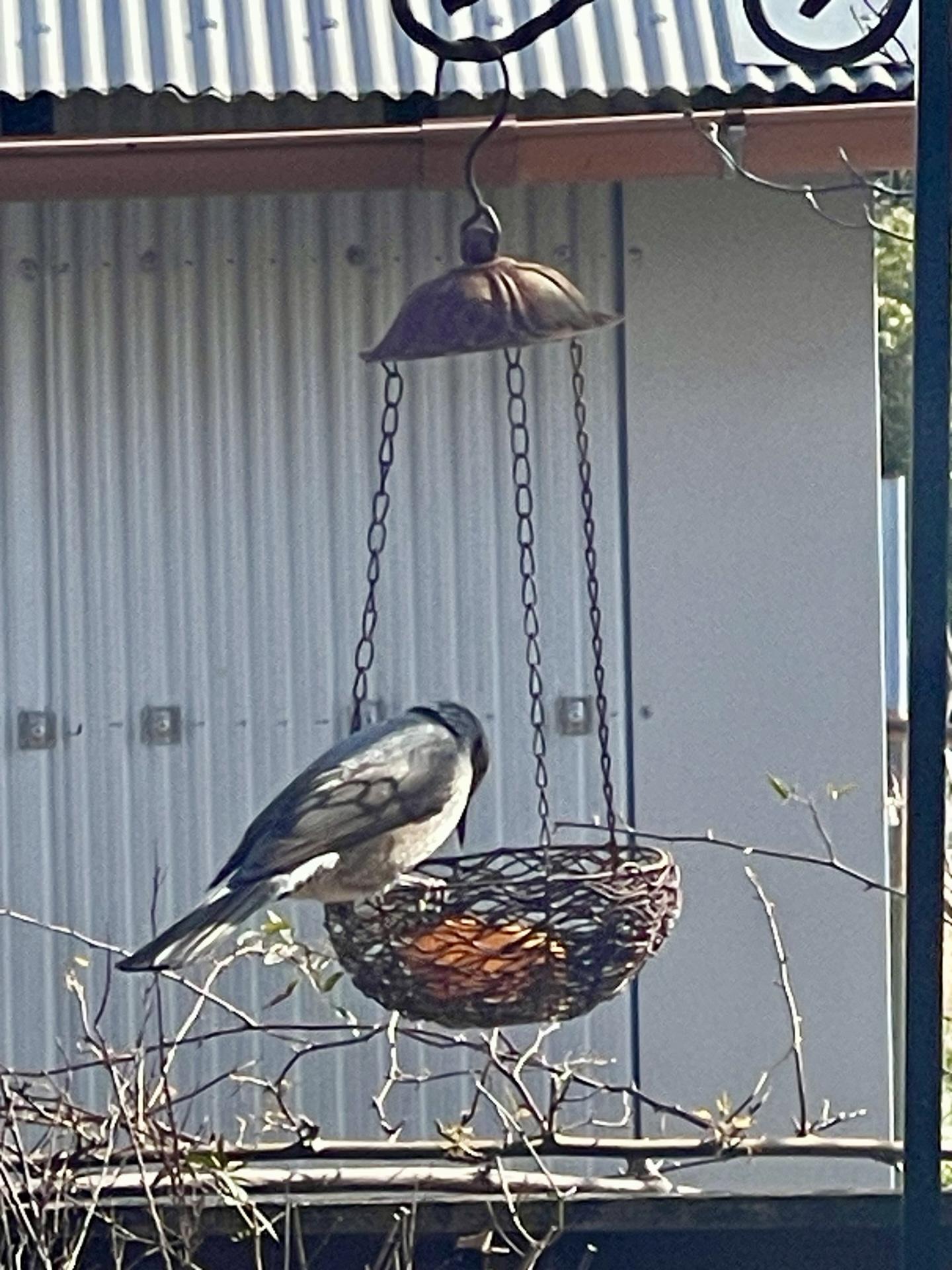 最近早朝から小鳥が来るのでみかん🍊を置... / yukaさんのモーメント | YAMAP / ヤマップ