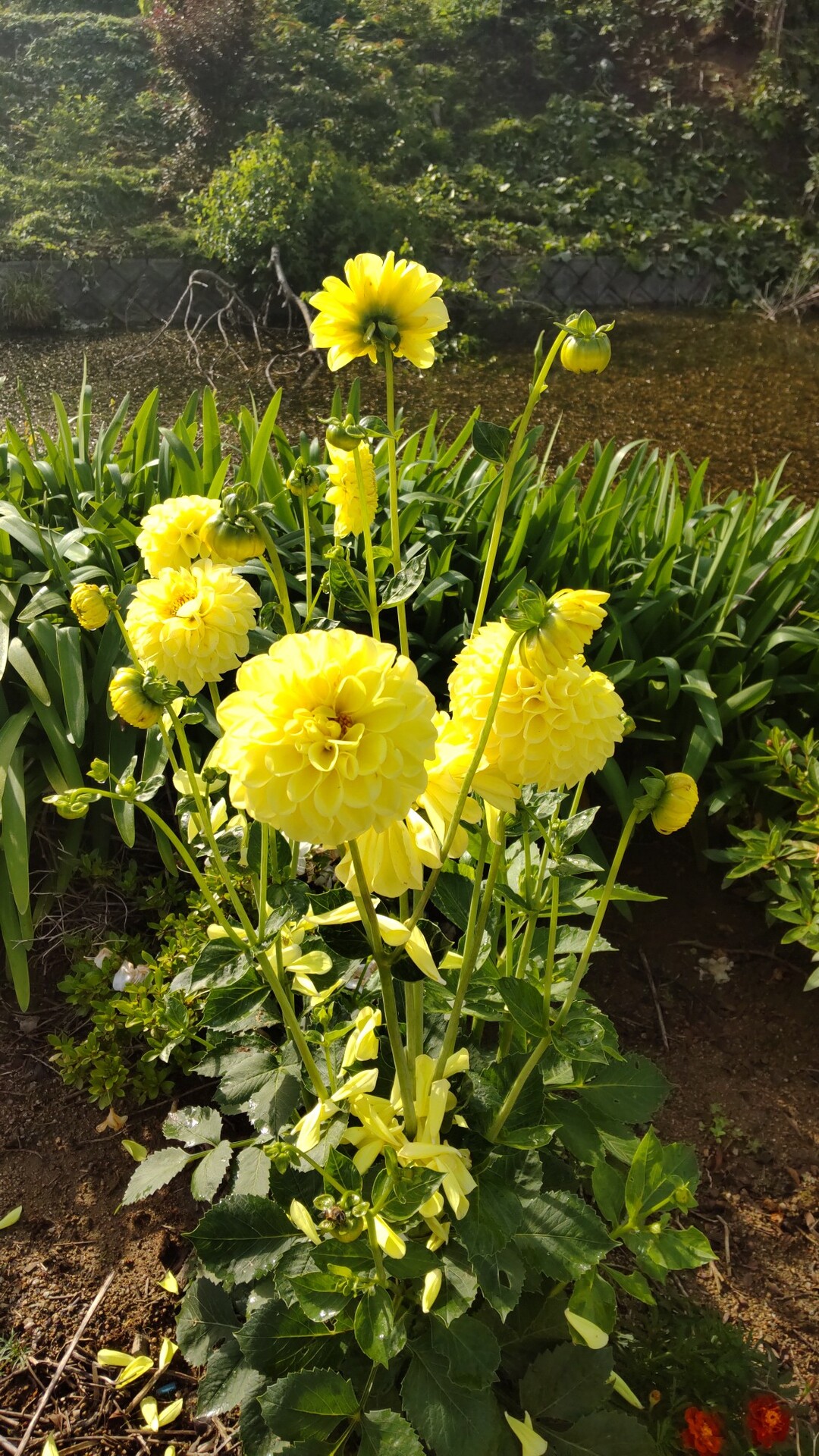 柑子岳 / NAOKINGさんの柑子岳・天ヶ岳の活動データ | YAMAP / ヤマップ