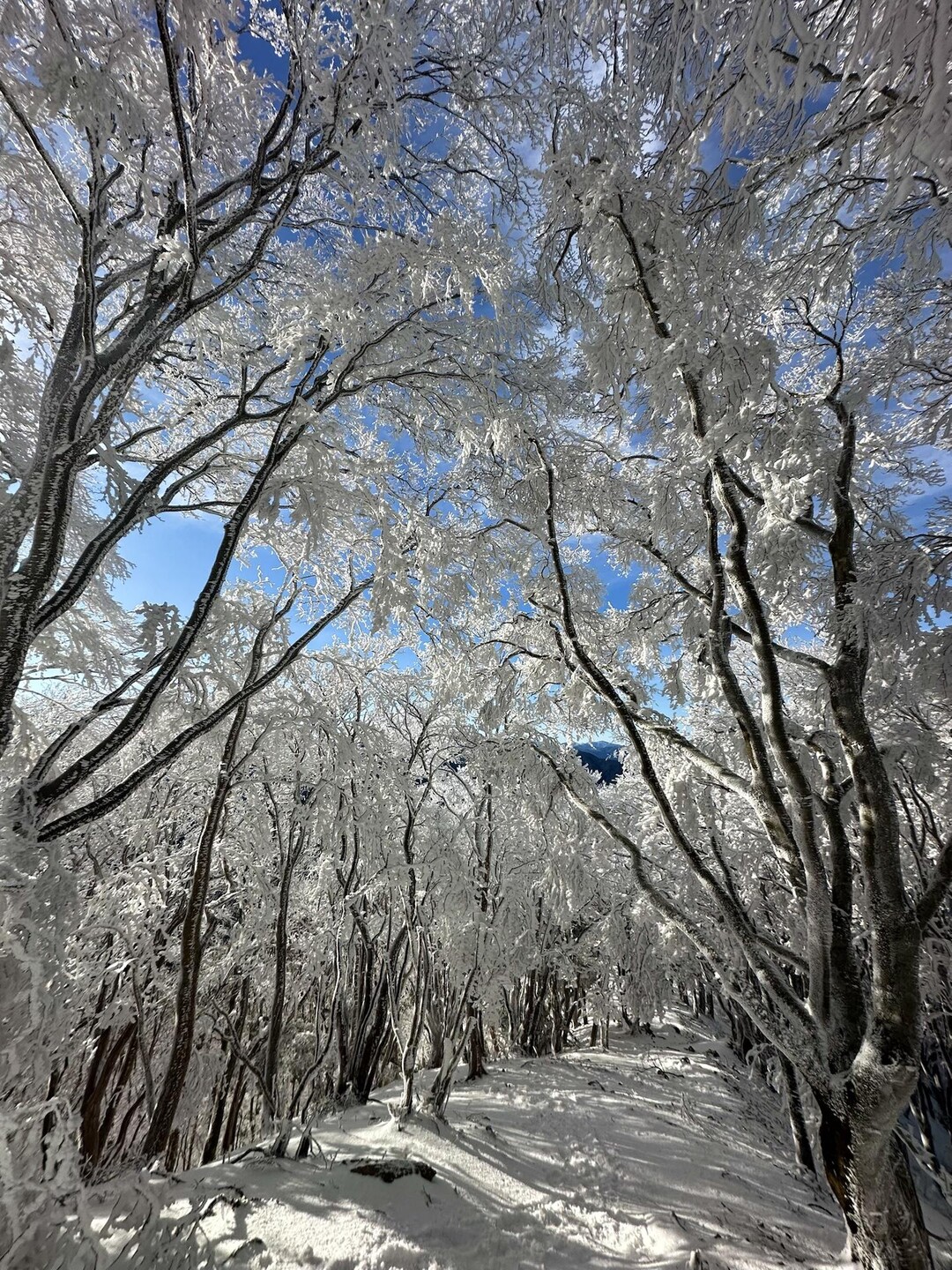 雪山デビュー ️高見山 / Mioさんの高見山・黒石山・天狗山の活動データ | YAMAP / ヤマップ