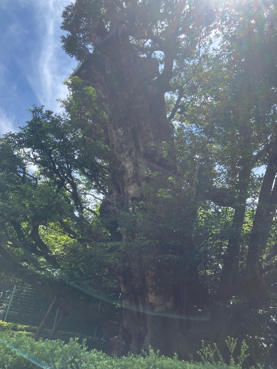 Tokyo Tree Trek (Section 1) / suzukiTkさんのTokyo Tree Trek (Section 1)の活動 ...