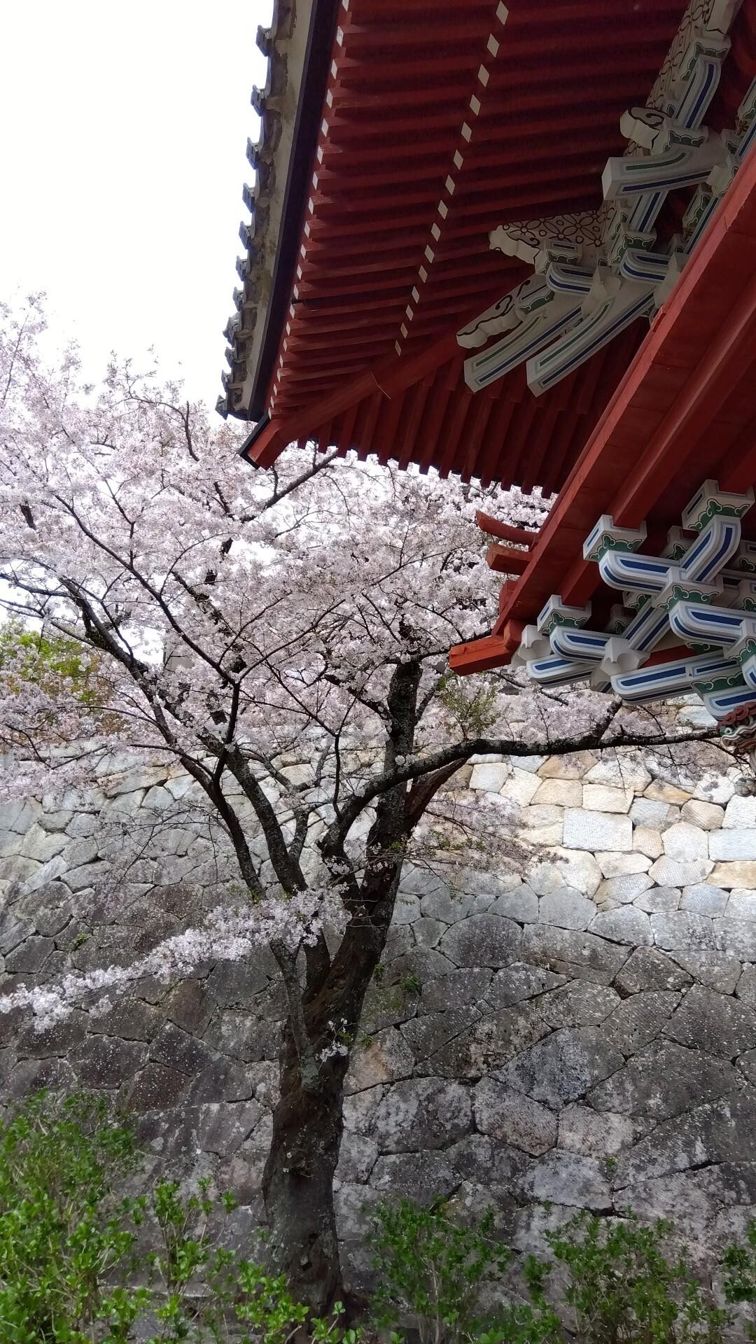 雨引観音から雨引山ピストン / w.miyukiさんの加波山・吾国山・難台山の活動データ | YAMAP / ヤマップ