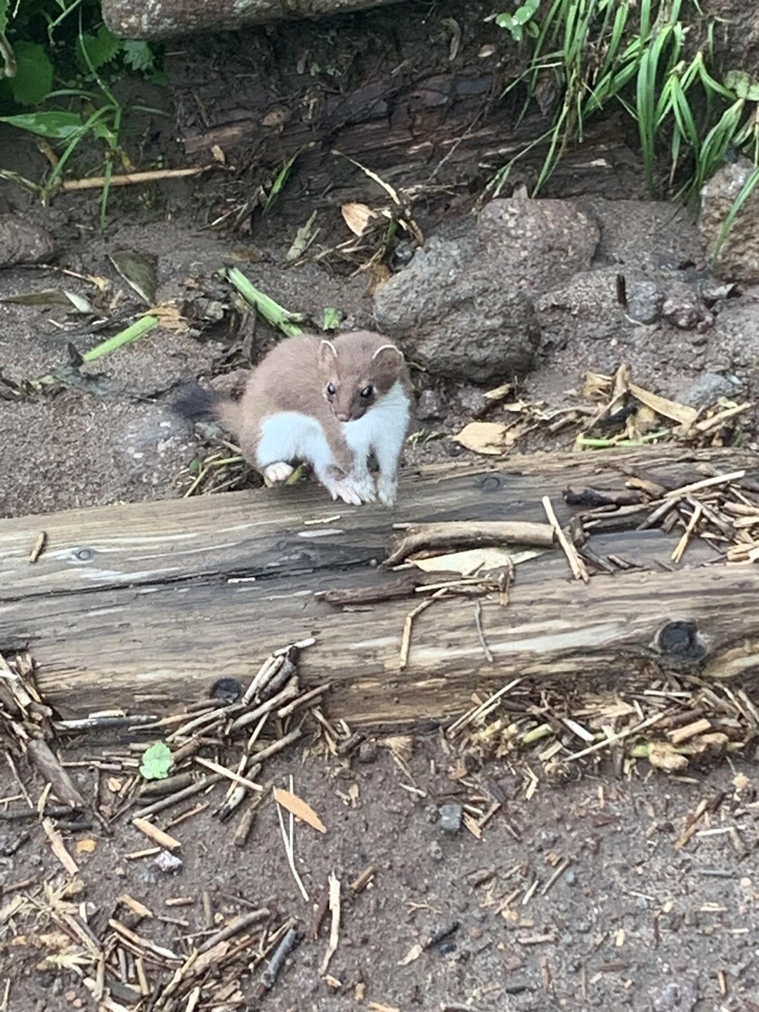 大雪山、黒岳から白雲岳へ😊 / ZAKUさんの大雪山系・旭岳・トムラウシの活動データ | YAMAP / ヤマップ