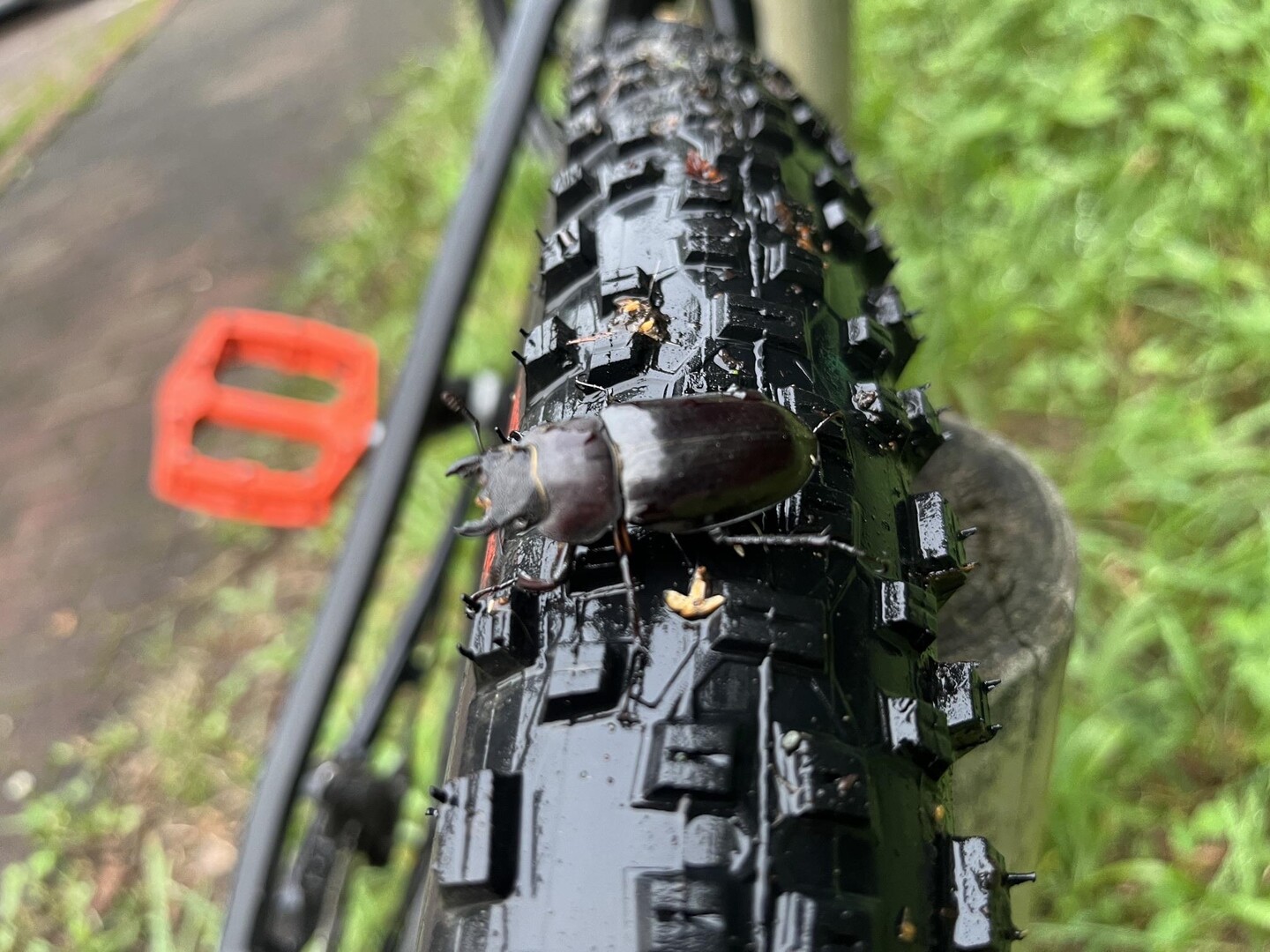 MTBで野幌森林公園🚲 / ドグマさんの野幌森林公園の活動日記 | YAMAP / ヤマップ