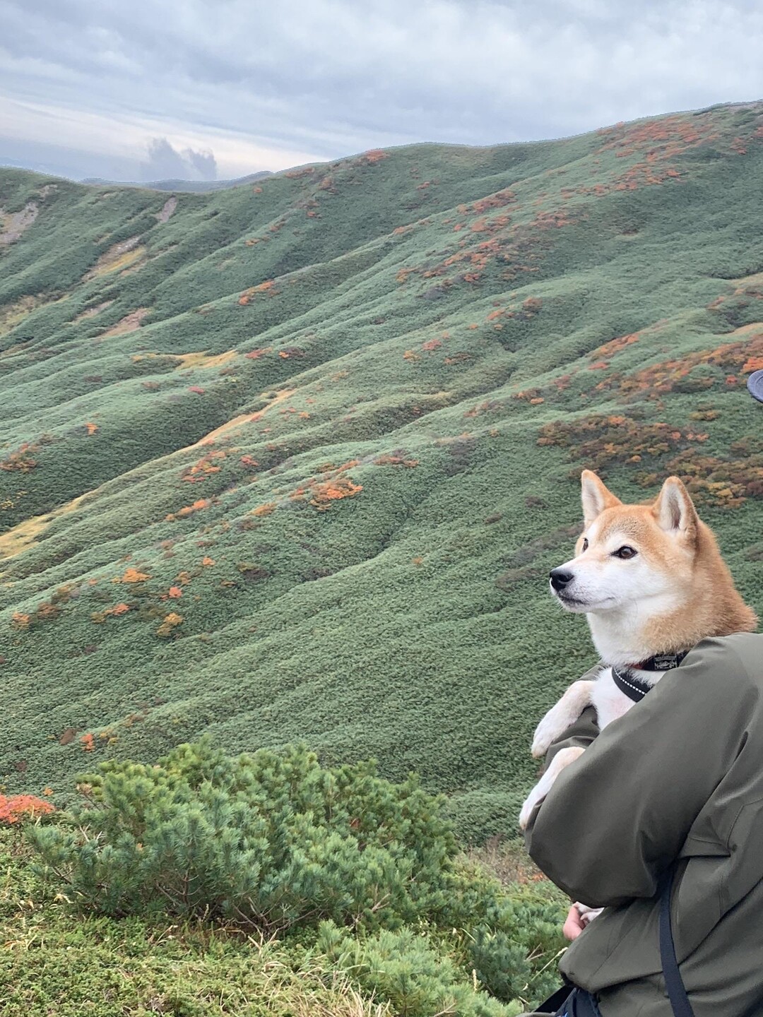 姥ヶ岳・柴灯森・月山 / ・p_natsu さんの月山の活動データ | YAMAP / ヤマップ