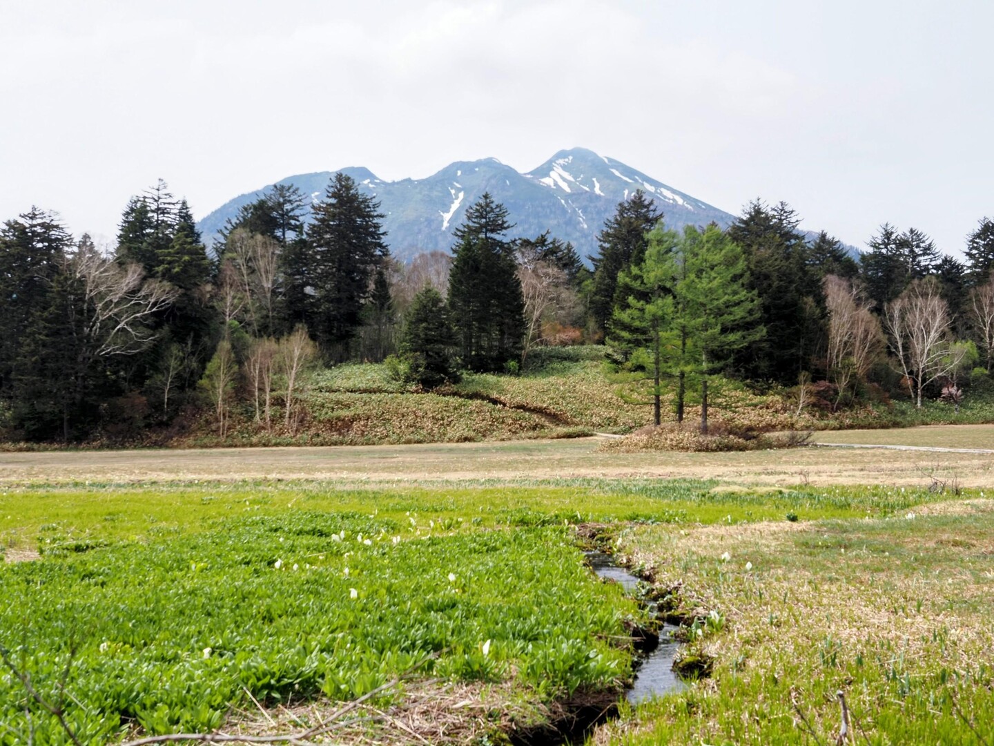 水芭蕉とフレンチトーストを楽しみに🚶 / capetaさんの尾瀬・燧ヶ岳の活動データ | YAMAP / ヤマップ