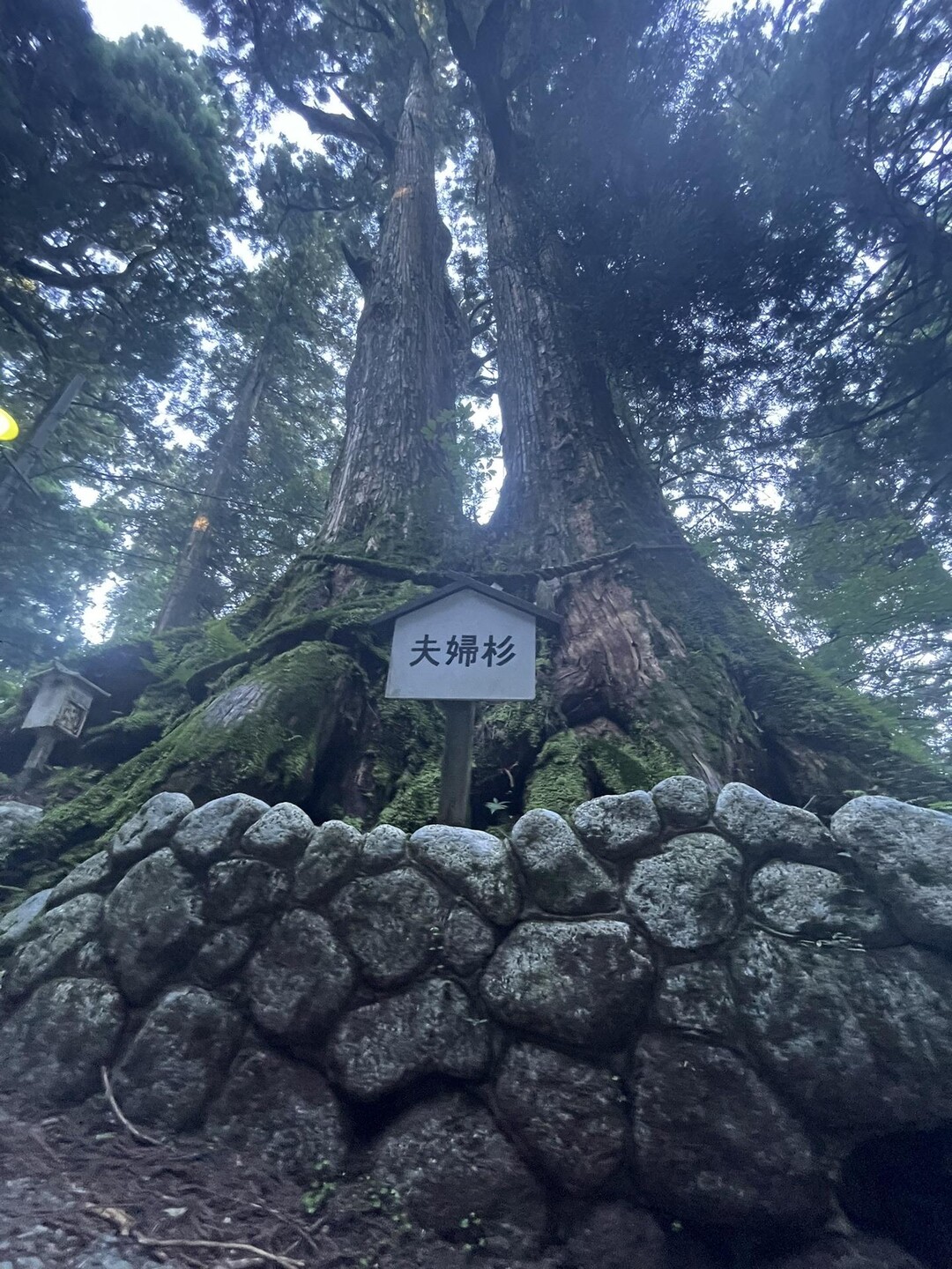 大日岳・金剛山・葛木岳 / GASさんの金剛山・二上山・大和葛城山の活動データ | YAMAP / ヤマップ