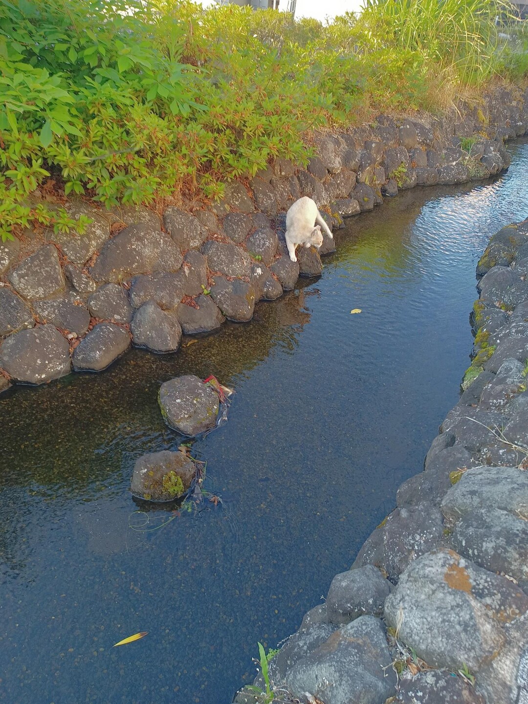 祓川ラン-2024-06-14 / Nozomiさんのランニングの活動データ | YAMAP / ヤマップ