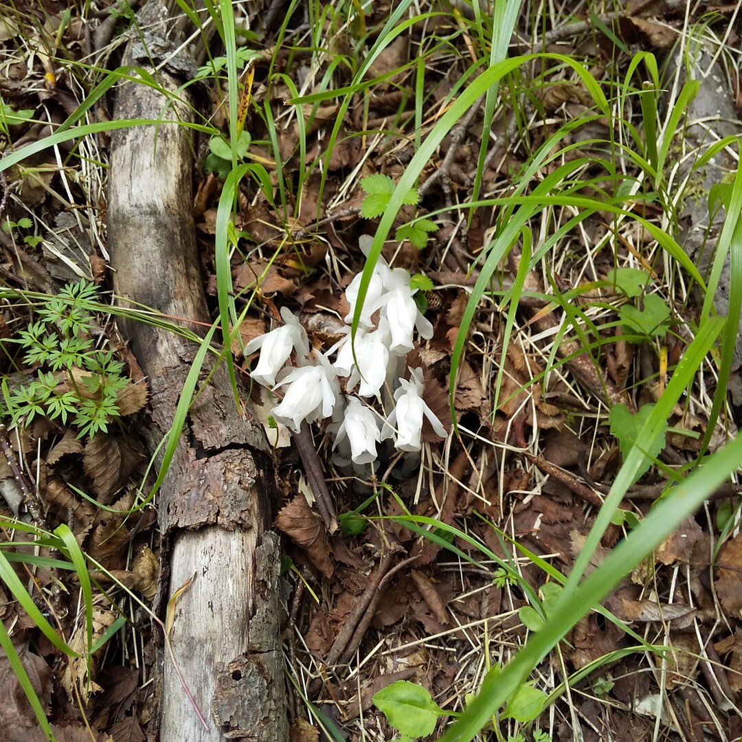 富士山お中道 / takako.829_iさんの富士山の活動データ | YAMAP / ヤマップ