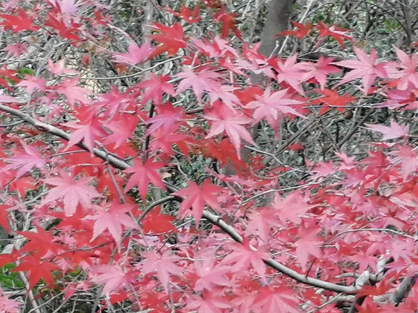 発喜山・絵下山・明神山 / Mini Houseさんの絵下山・天狗城山・森山の活動データ | YAMAP / ヤマップ