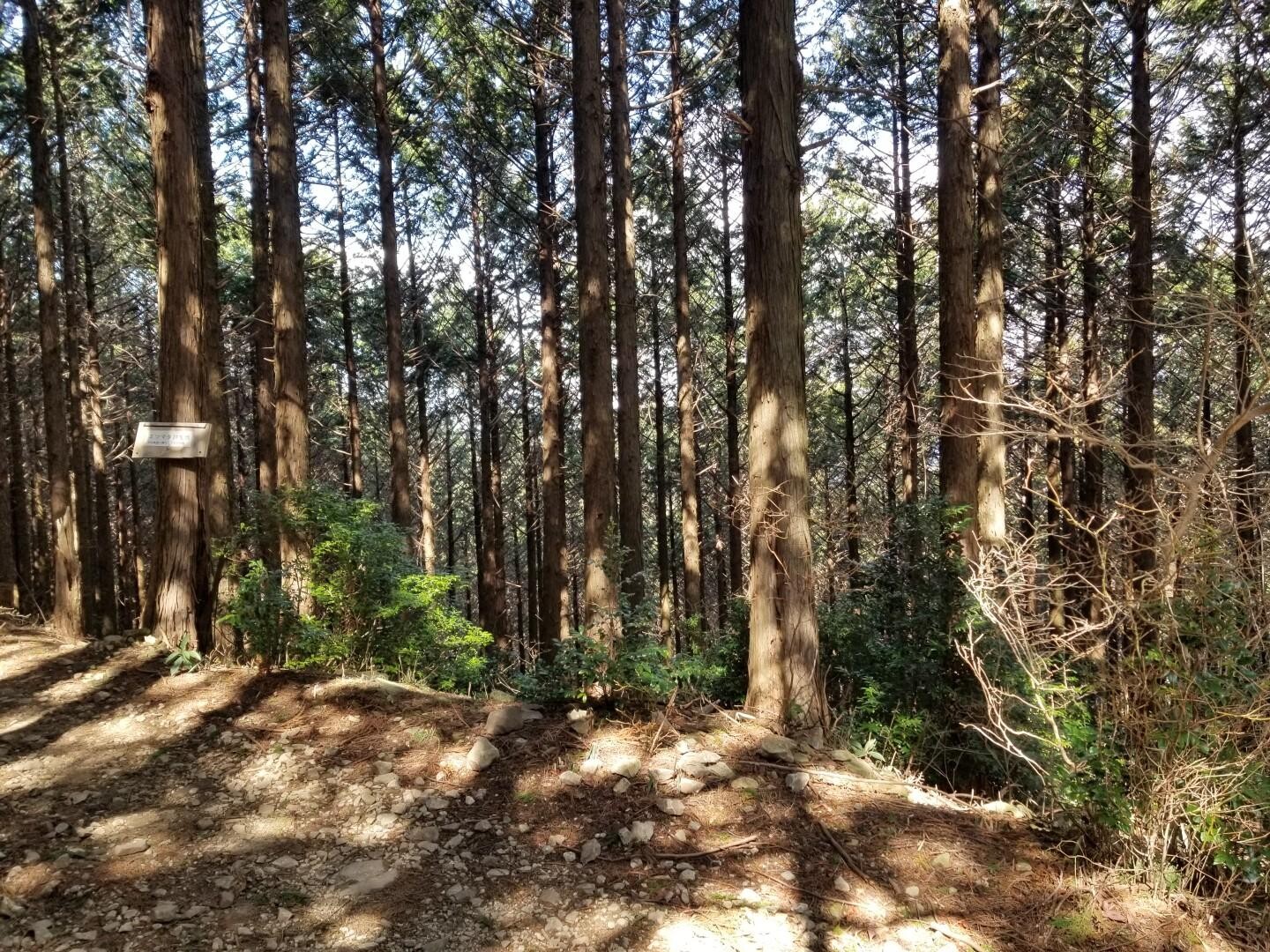 tako2019さんの投稿したフィールドメモ | YAMAP / ヤマップ