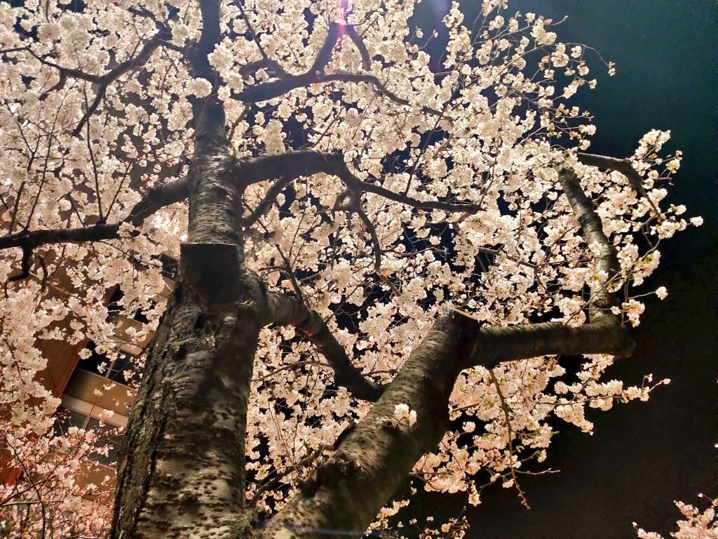 🌸🍃 / Kaoruさんのモーメント | YAMAP / ヤマップ