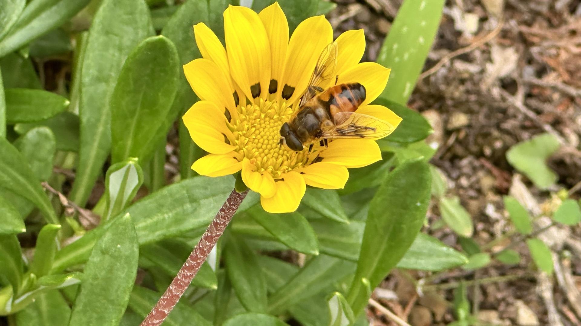 白岩寺山・地蔵山・金谷沢山・八幡山 / ako さんの千葉山・白岩寺山の活動データ | YAMAP / ヤマップ