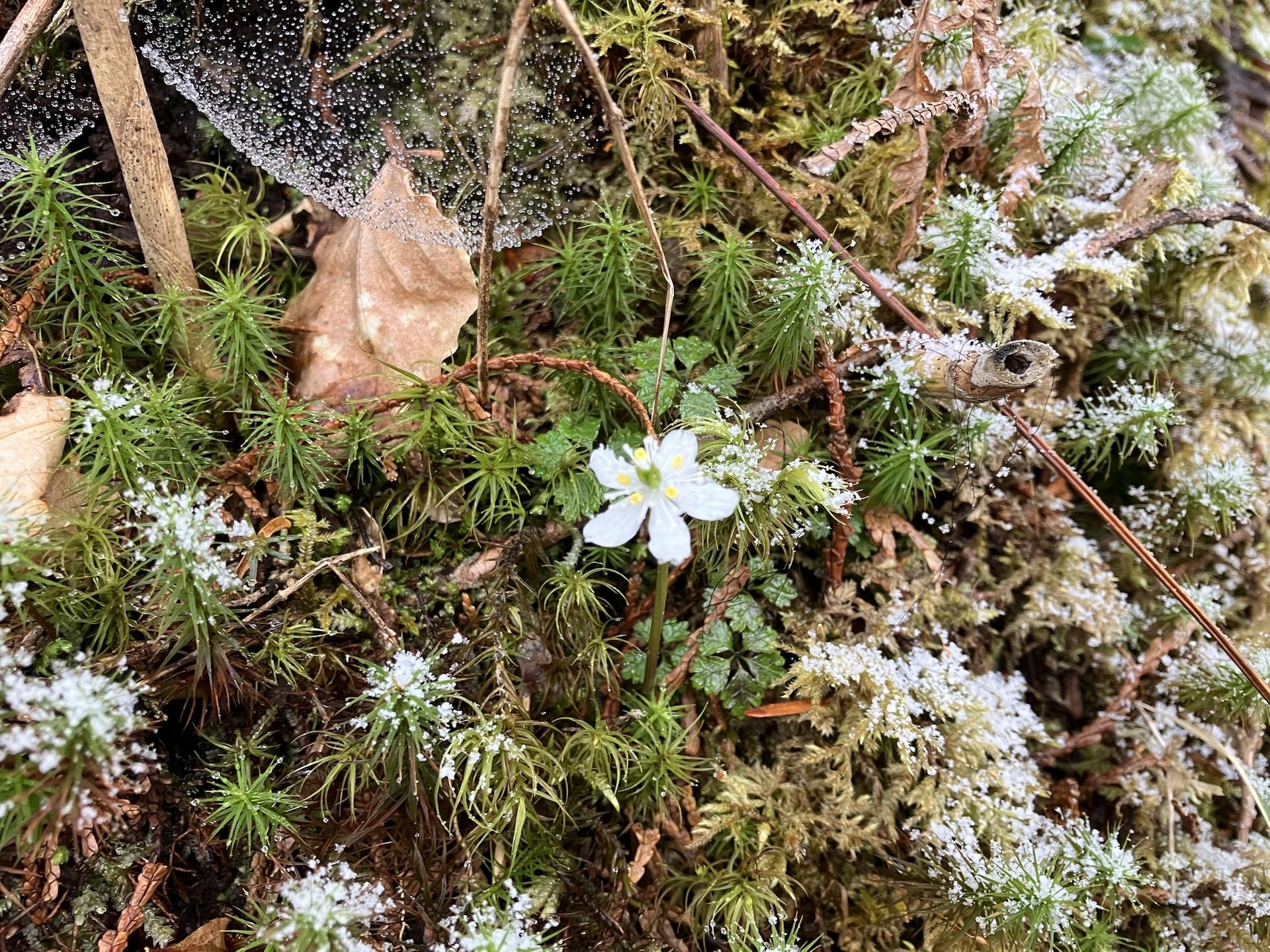 小雪とバイカオウレンin『工石山』and桜with菜の花 / toshi-kさんの工石山の活動データ | YAMAP / ヤマップ