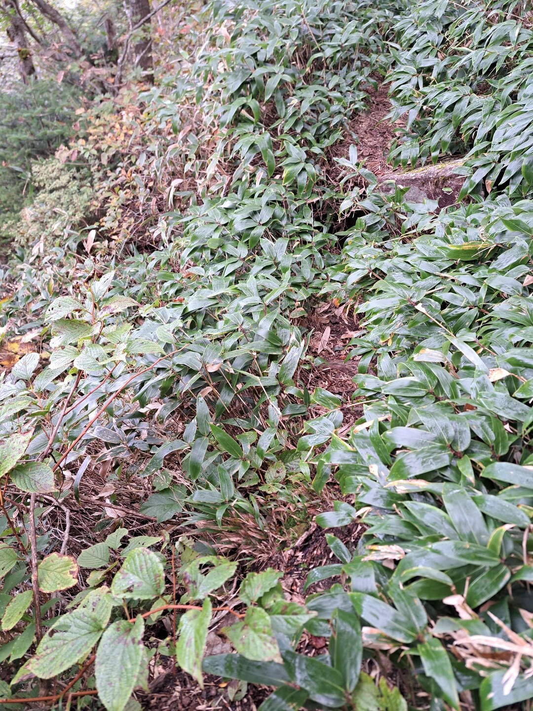 DSHさんの投稿したフィールドメモ | YAMAP / ヤマップ