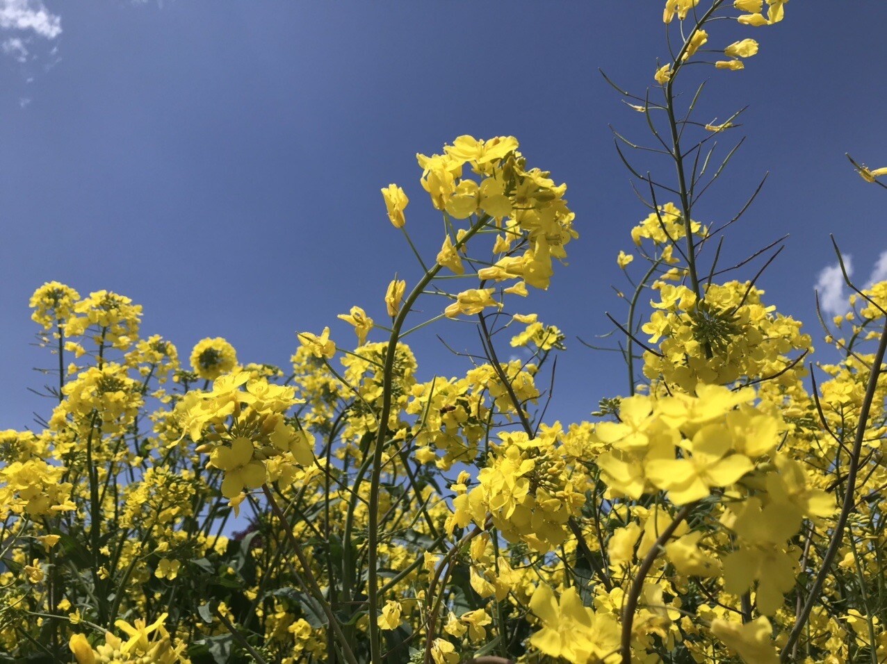 観音山ラン16k🏃‍♀️🏃 乗附緑地... / miekoさんのモーメント | YAMAP / ヤマップ