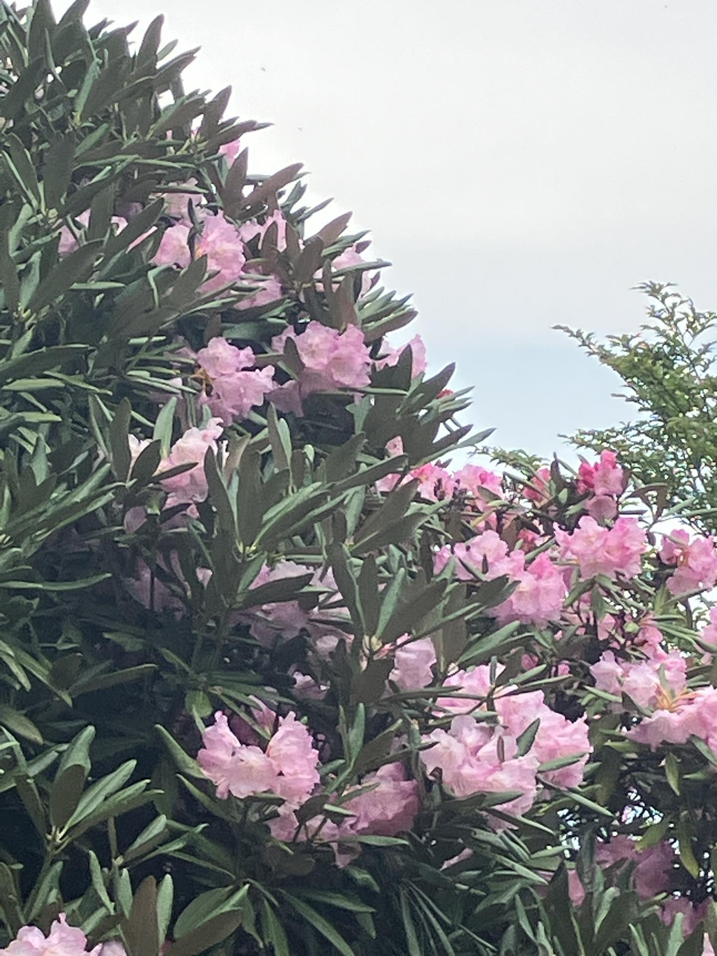 万二郎岳（天城山）・万三郎岳（天城山） / Kyoユーザーさんの天城山・鉢ノ山・三筋山の活動データ | YAMAP / ヤマップ
