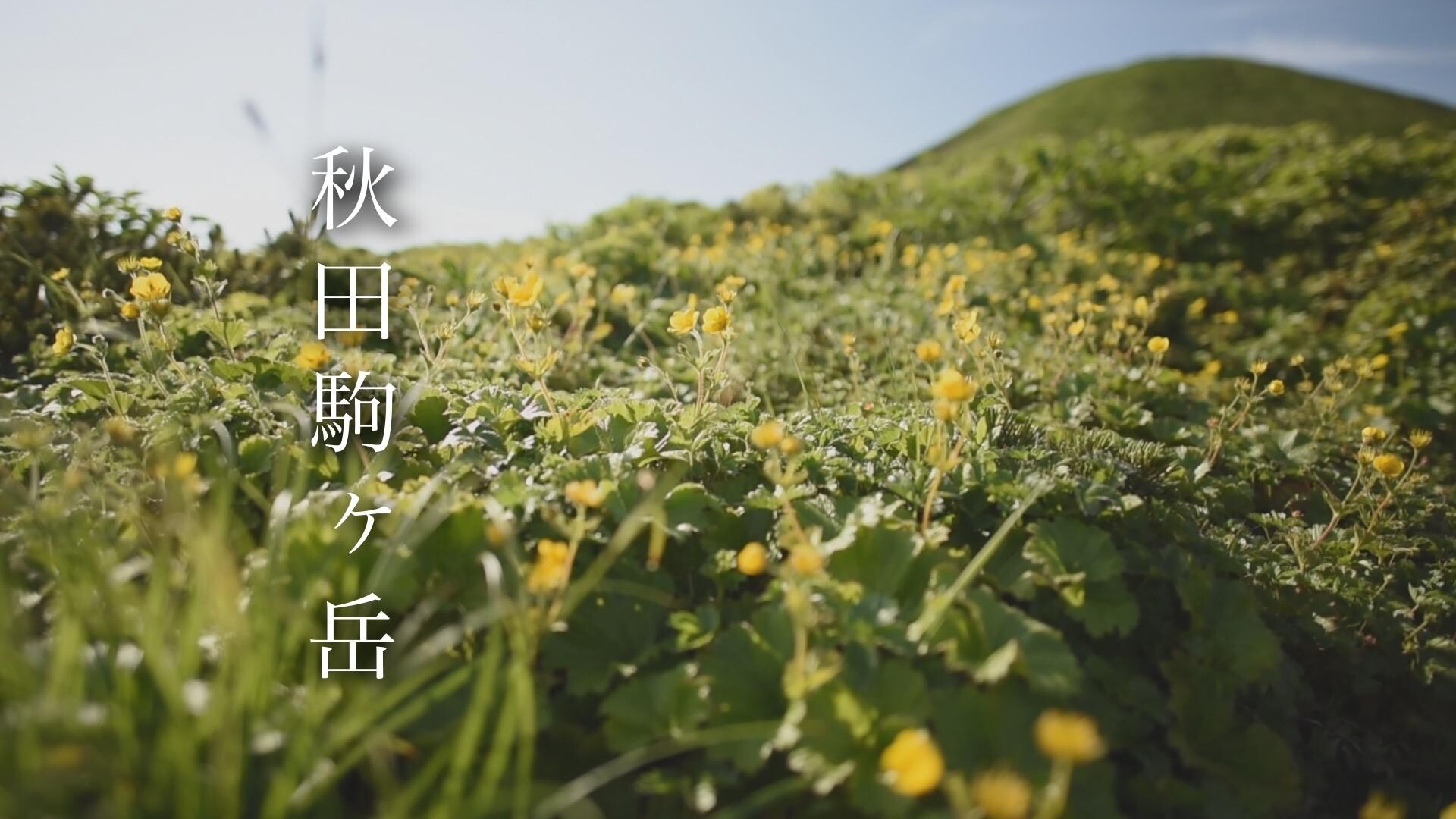 【秋田駒ヶ岳〜百花繚乱のムーミン谷〜】の... / arukrさんのモーメント | YAMAP / ヤマップ