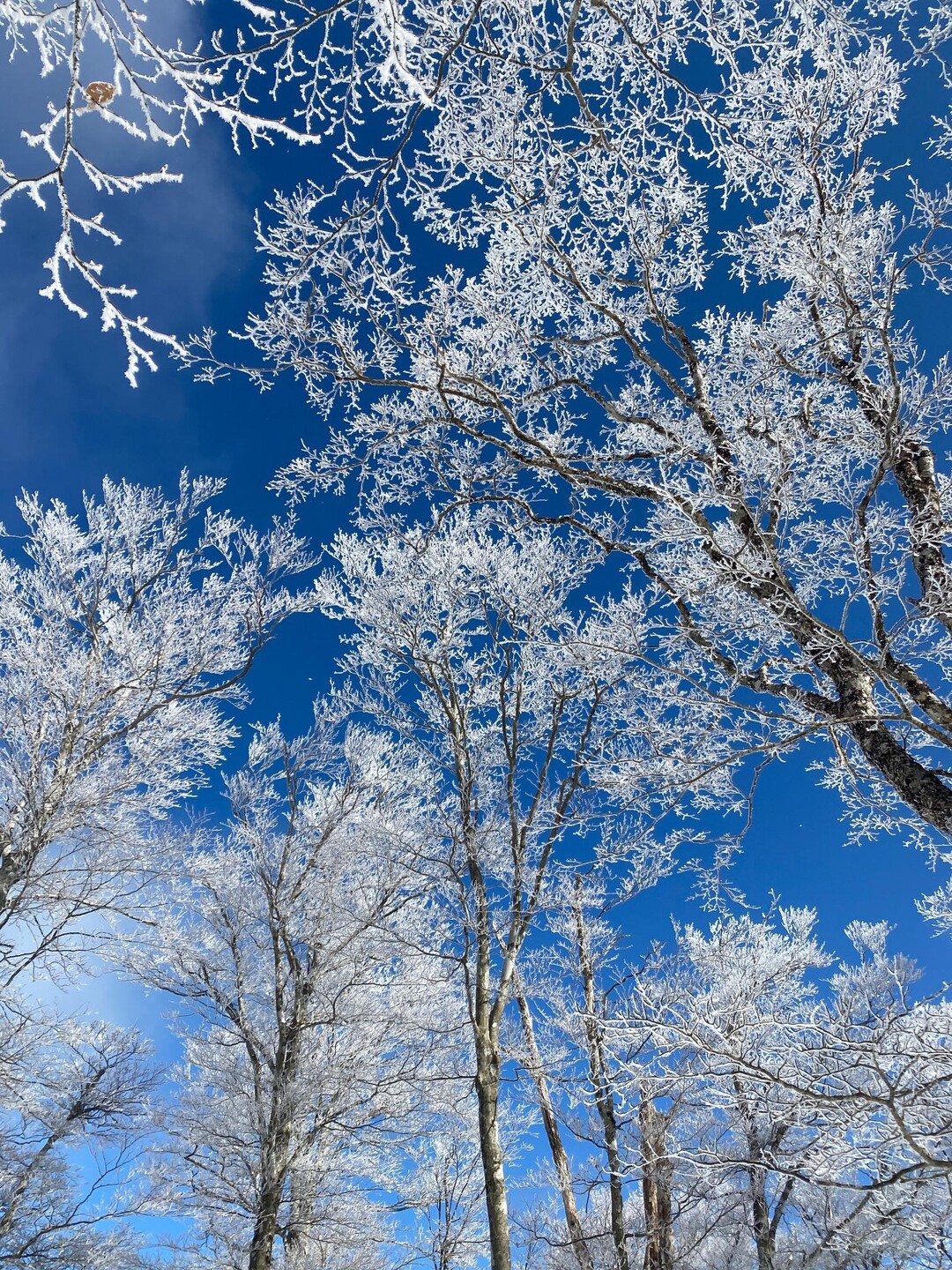 明神平・明神岳・桧塚奥峰 / saka.hさんの桧塚奥峰・明神岳・薊岳の活動データ | YAMAP / ヤマップ