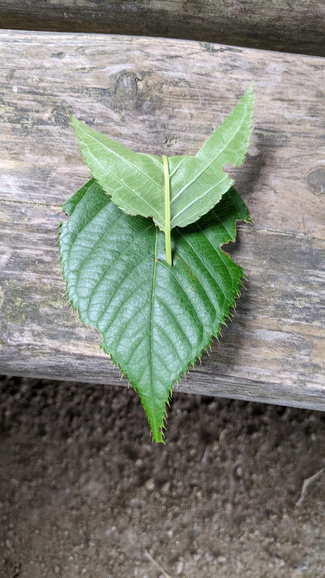 金剛山 ちはや園地ガイドウォークに参加 / mikkyさんの金剛山・二上山・大和葛城山の活動データ | YAMAP / ヤマップ