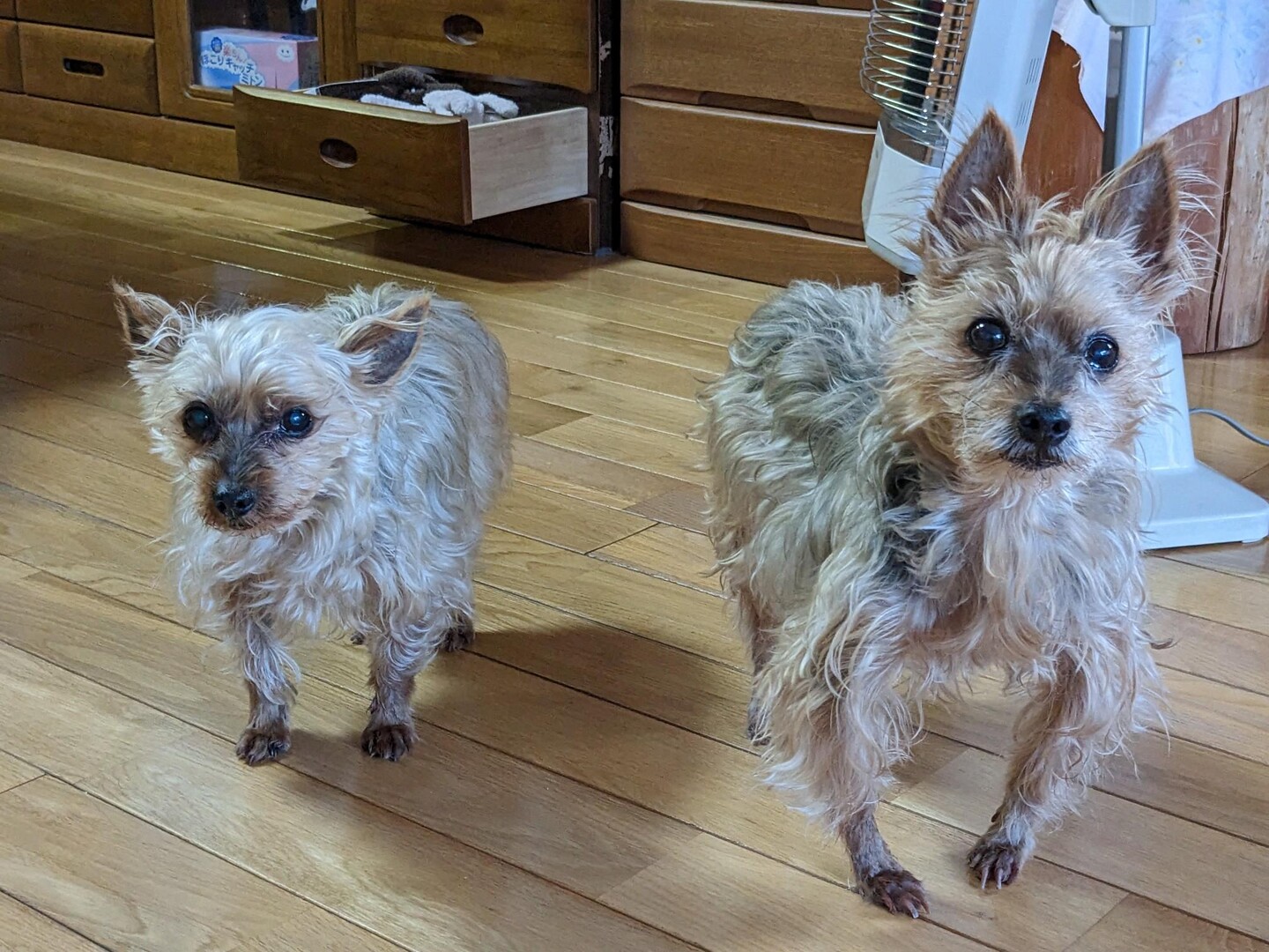 #2022ありがとうございました #実家... / rie.tさんのモーメント | YAMAP / ヤマップ