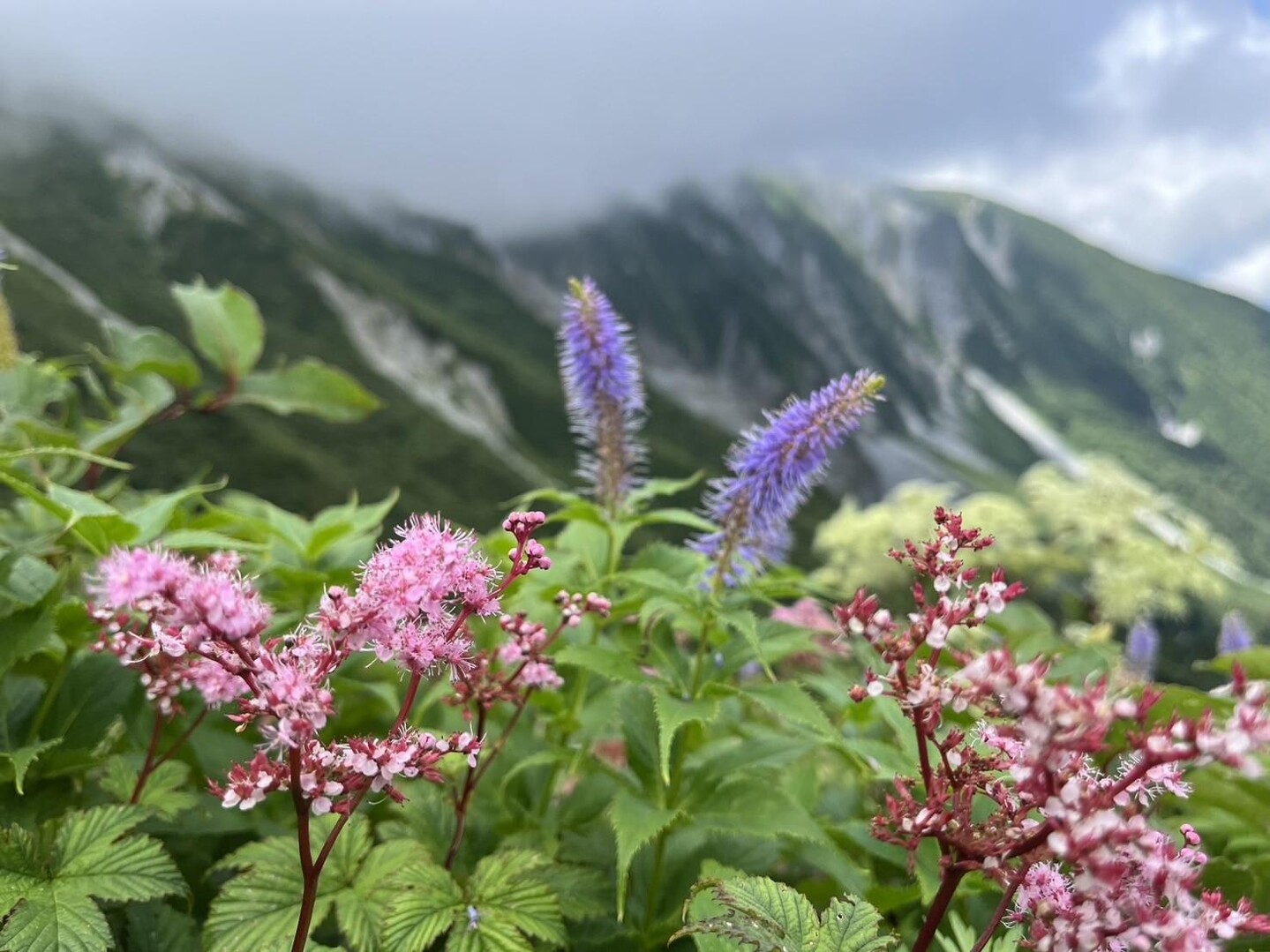 大山ユートピアのお花畑に登った‼️😄 / AHホッシーさんの大山・甲ヶ山・野田ヶ山の活動データ | YAMAP / ヤマップ
