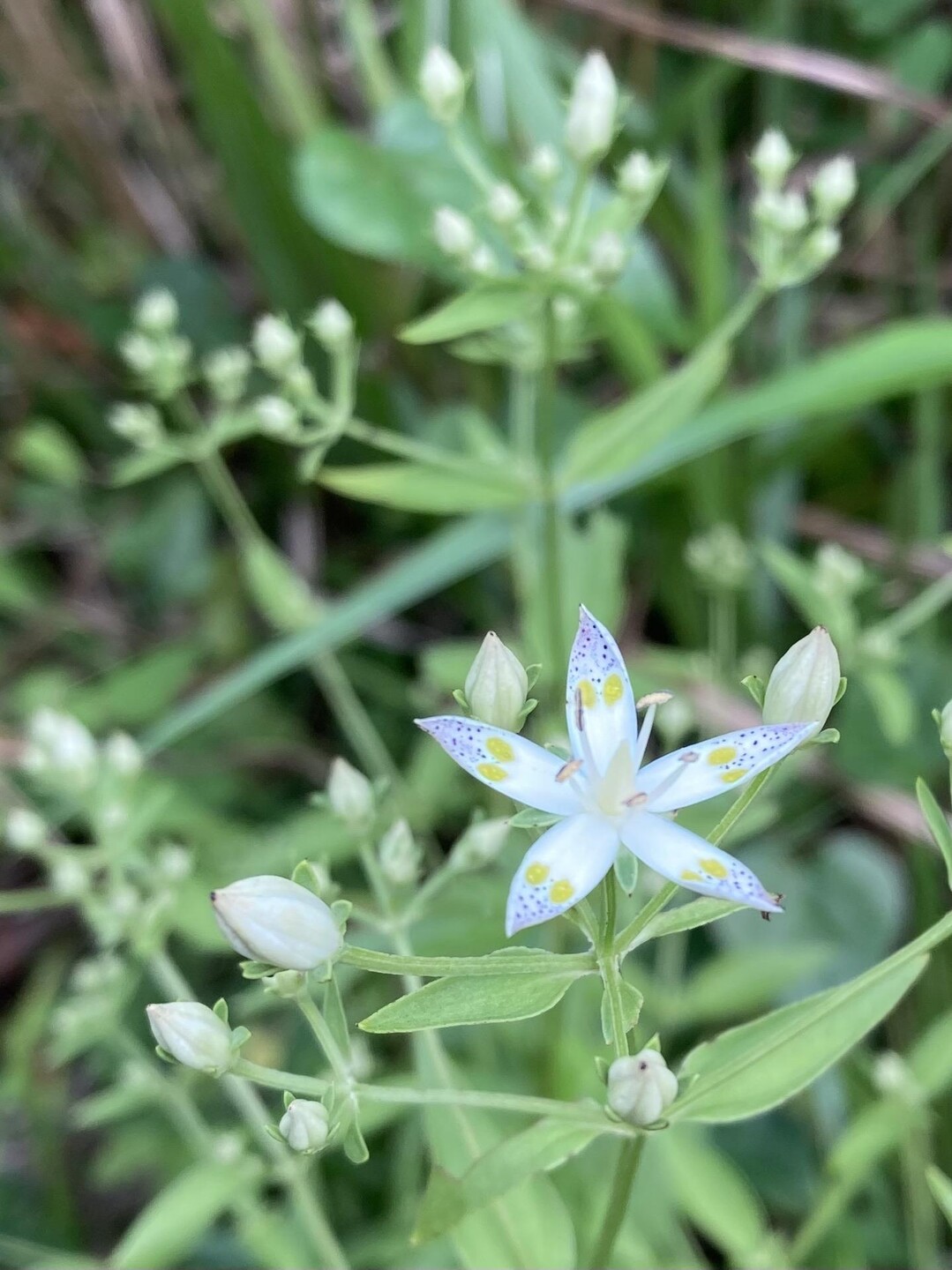 アケボノソウやツルニンジンが咲き始めた ... / wara2さんのモーメント | YAMAP / ヤマップ