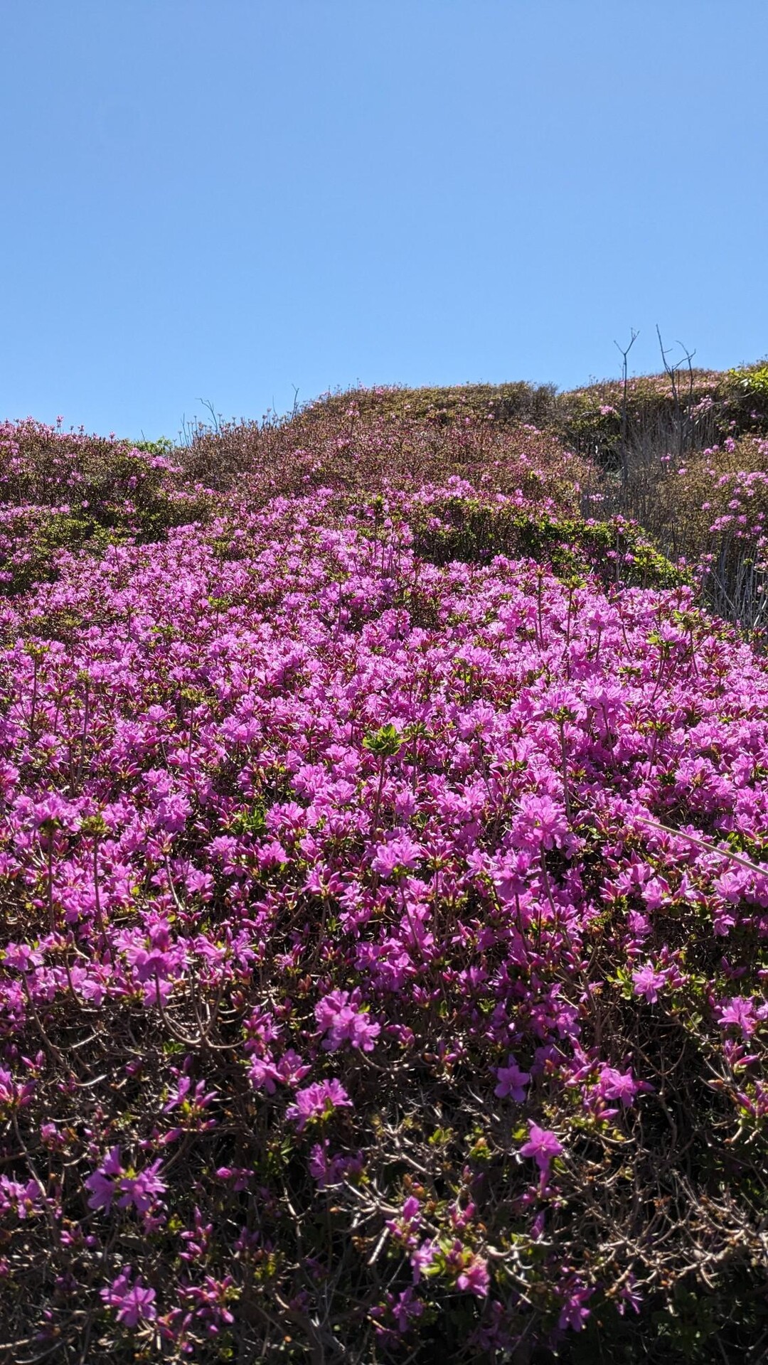 阿蘇 烏帽子岳ミヤマキリシマお花見〜高岳 / tonnoさんの阿蘇山・高岳・根子岳の活動データ | YAMAP / ヤマップ