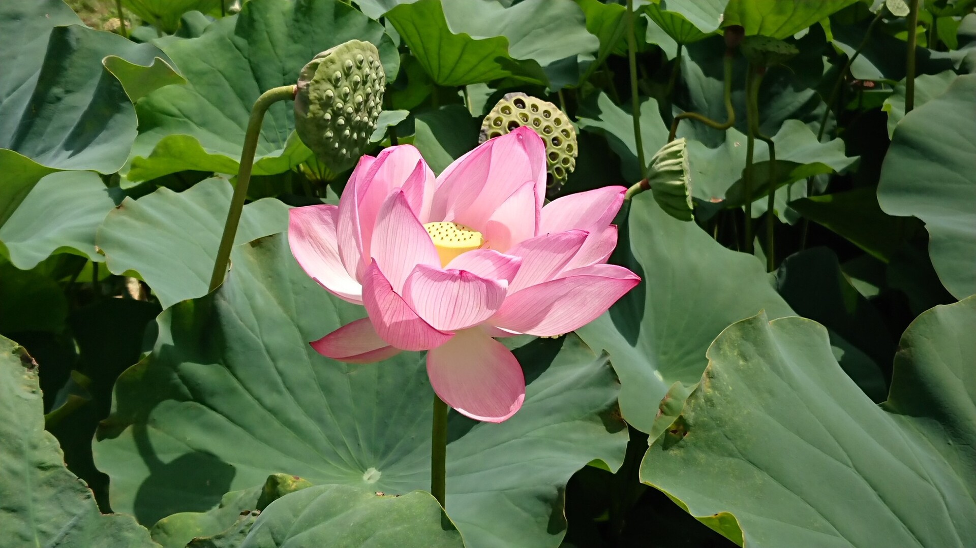 愛宕山スカイライン、武田神社ジョギング / mt.8ninさんの甲府市の活動データ | YAMAP / ヤマップ