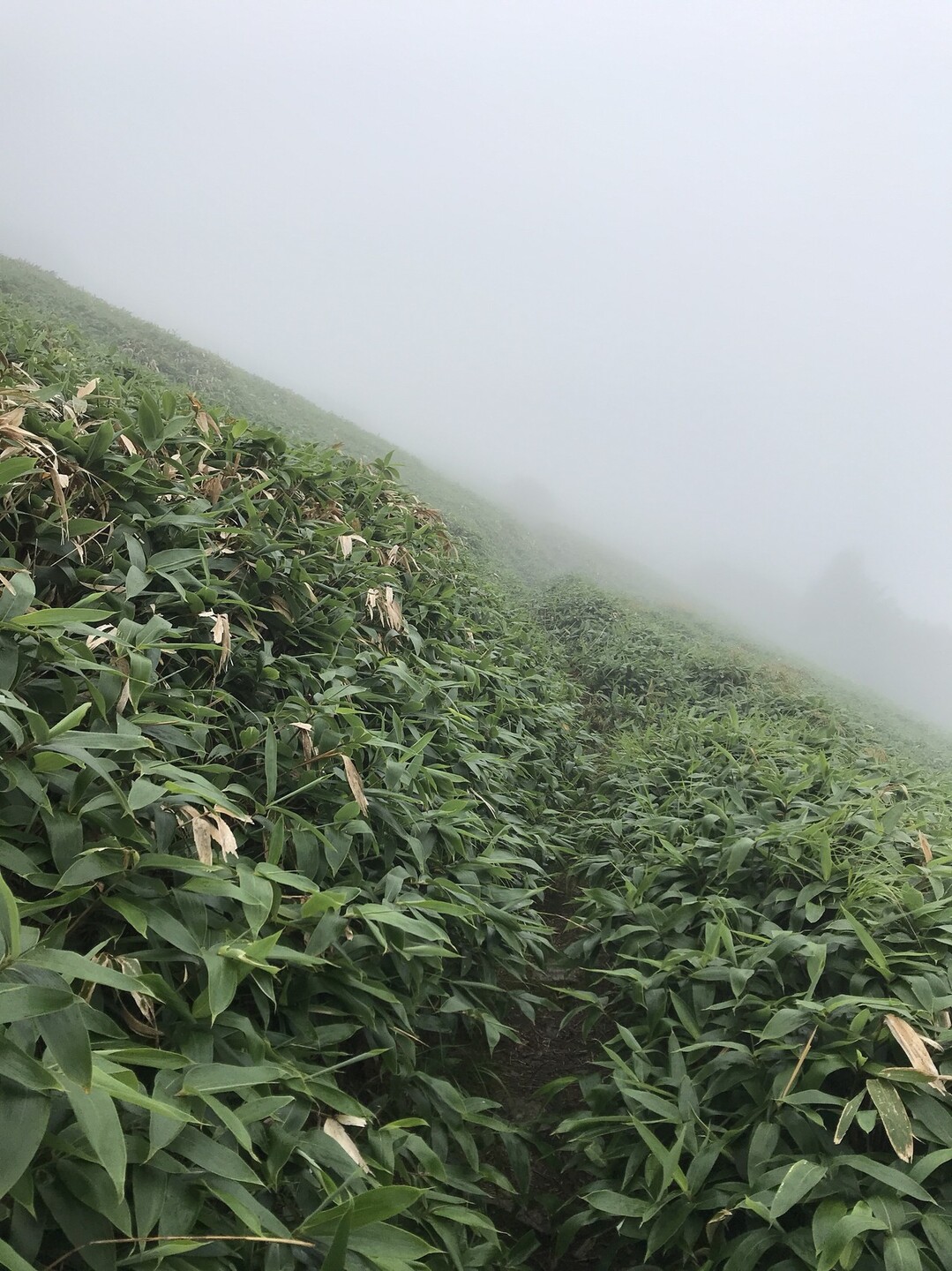 笹ヶ峰 / ta3netさんの笹ヶ峰・寒風山・平家平の活動データ | YAMAP / ヤマップ