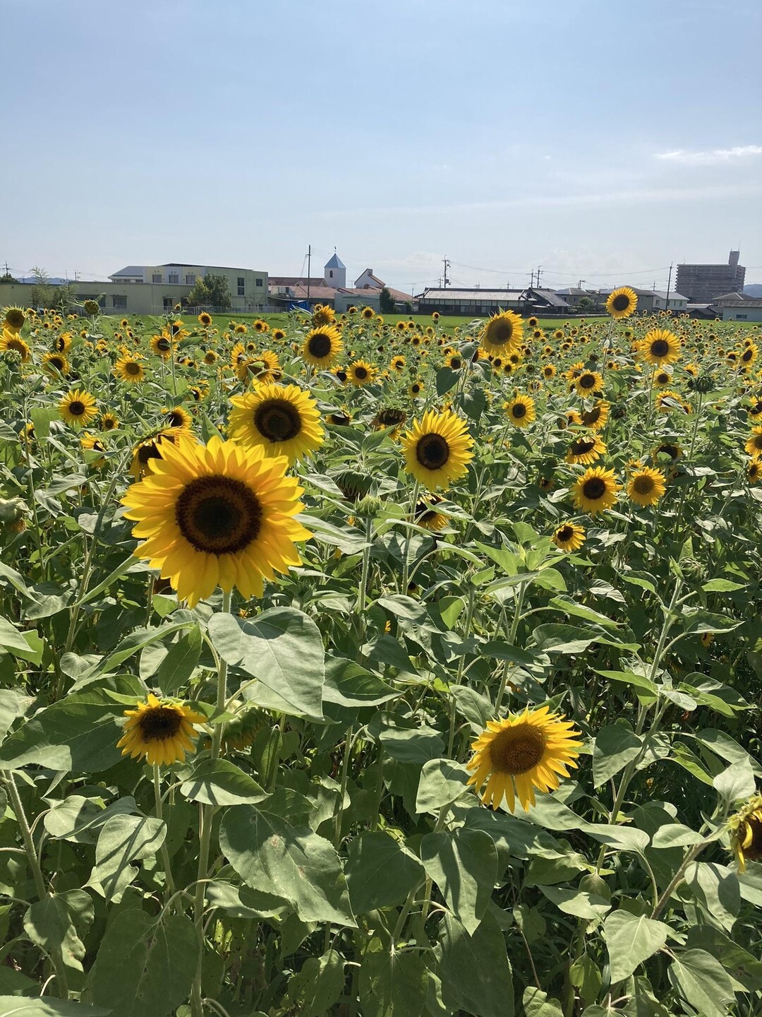 夏 / チャロmaxさんのモーメント | YAMAP / ヤマップ