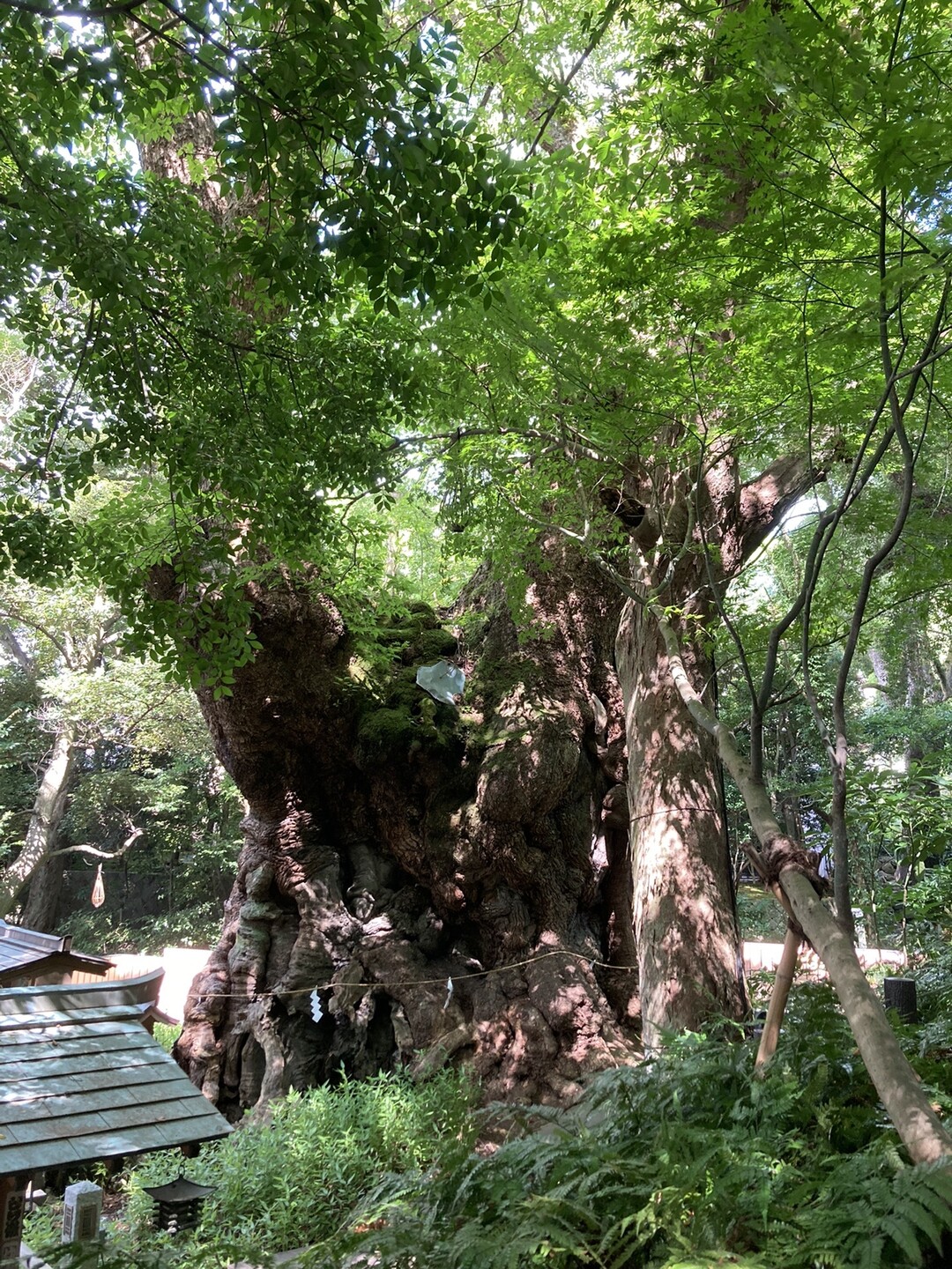 パワースポット。 大楠からのパワーをどう... / chiro☘さんのモーメント | YAMAP / ヤマップ