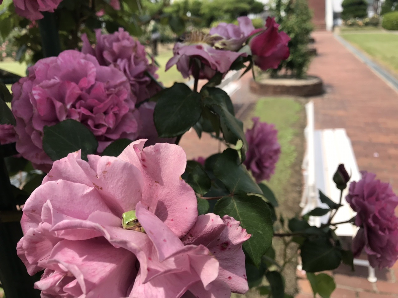 バラを覗き込んだら、ちっちゃい緑の可愛い... / chieさんのモーメント | YAMAP / ヤマップ