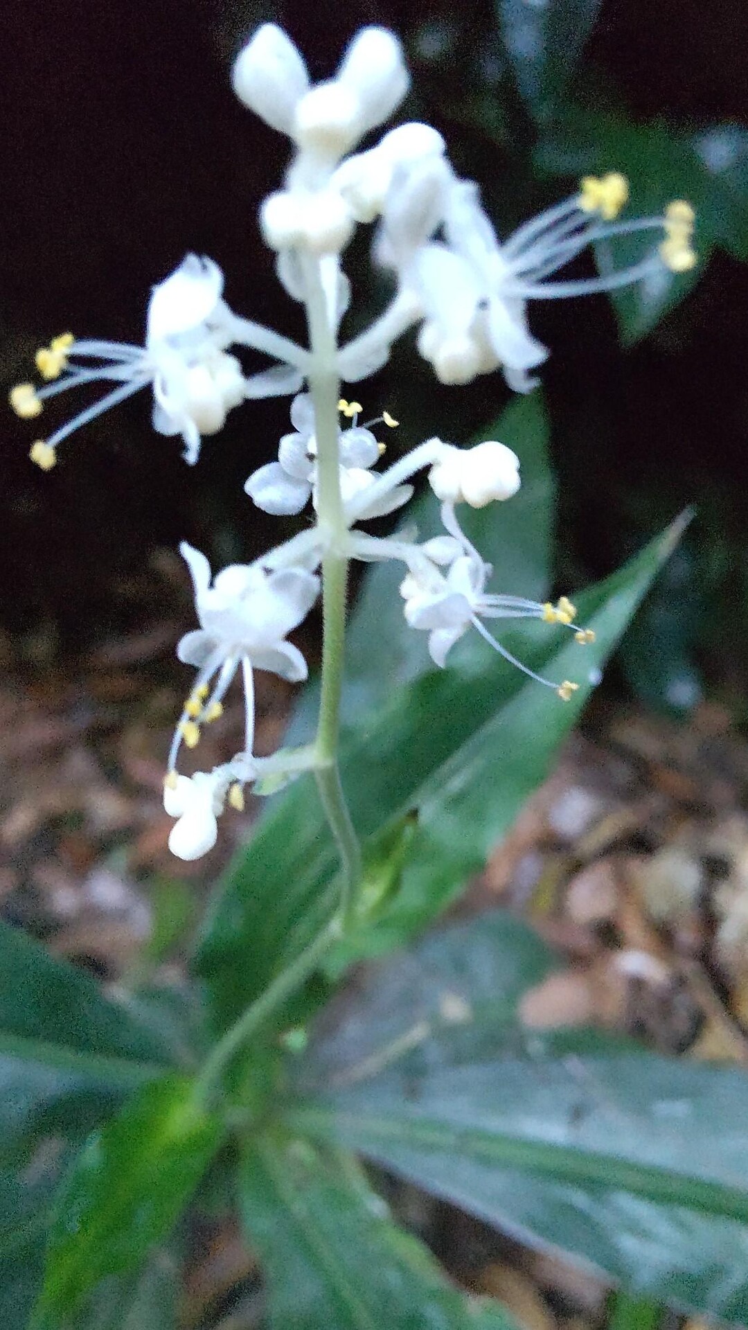 鶴沼山 8/17 / toshiさんの霞ヶ浦の活動データ | YAMAP / ヤマップ