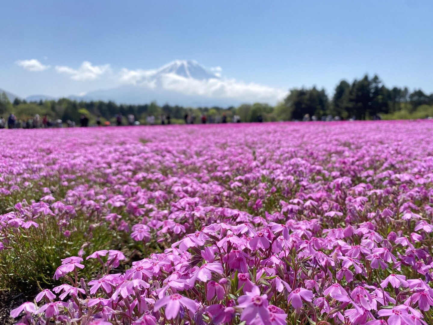 富士五湖周遊ポタリング / k_ta3736さんのサイクリングの活動データ | YAMAP / ヤマップ