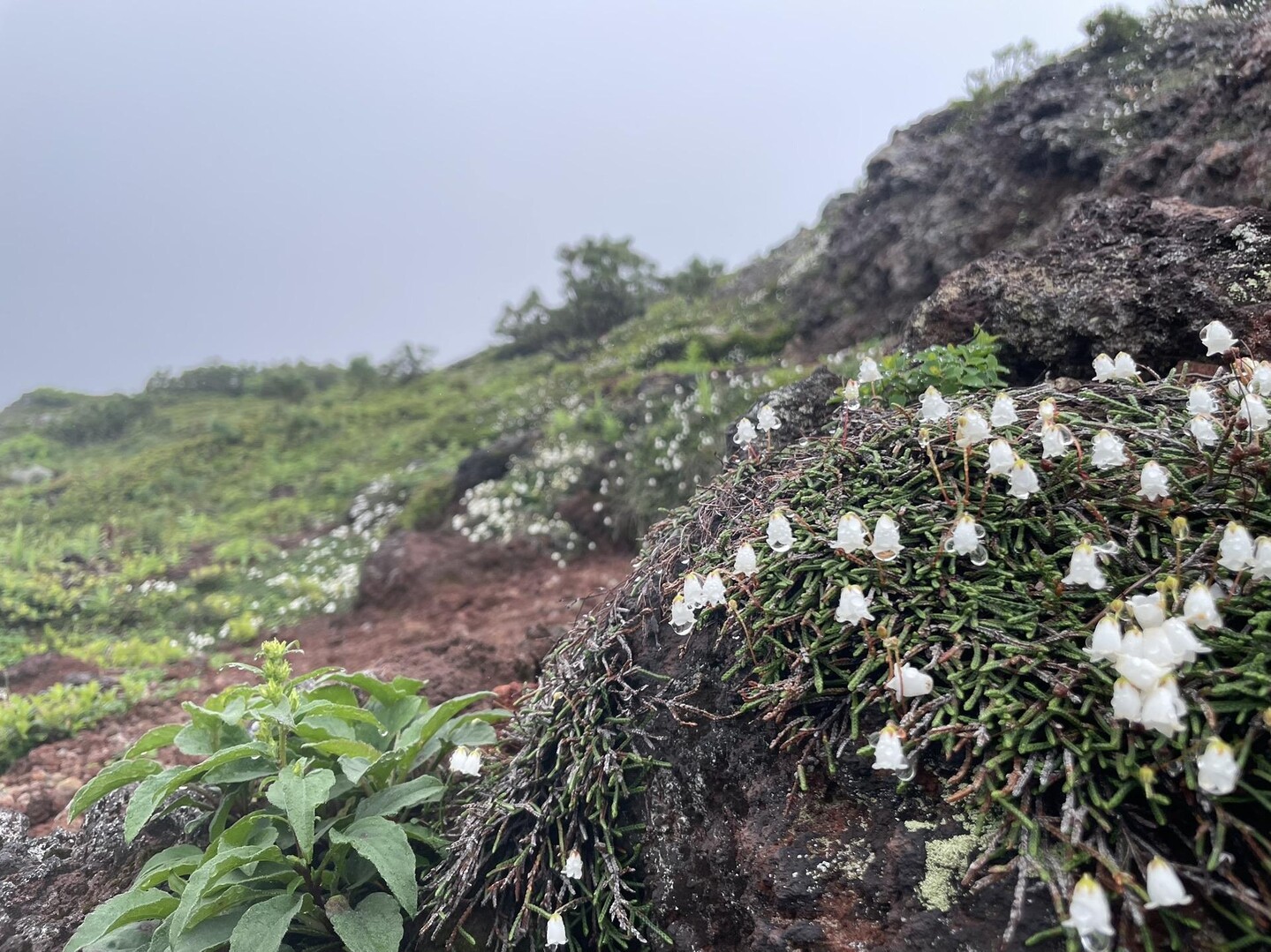 美瑛岳・鋸岳・平ケ岳・十勝岳 / よっしーさんのGT3 3の活動データ | YAMAP / ヤマップ