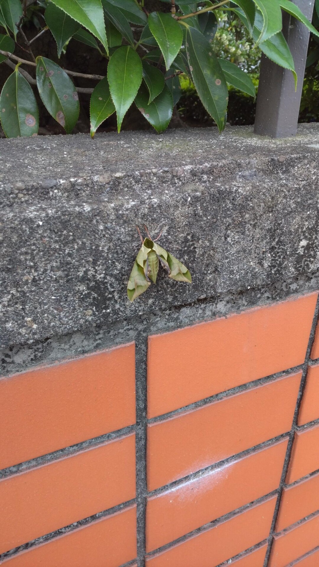 なんか珍しいのがいた。 検索したらウンモ... / k-mさんのモーメント | YAMAP / ヤマップ