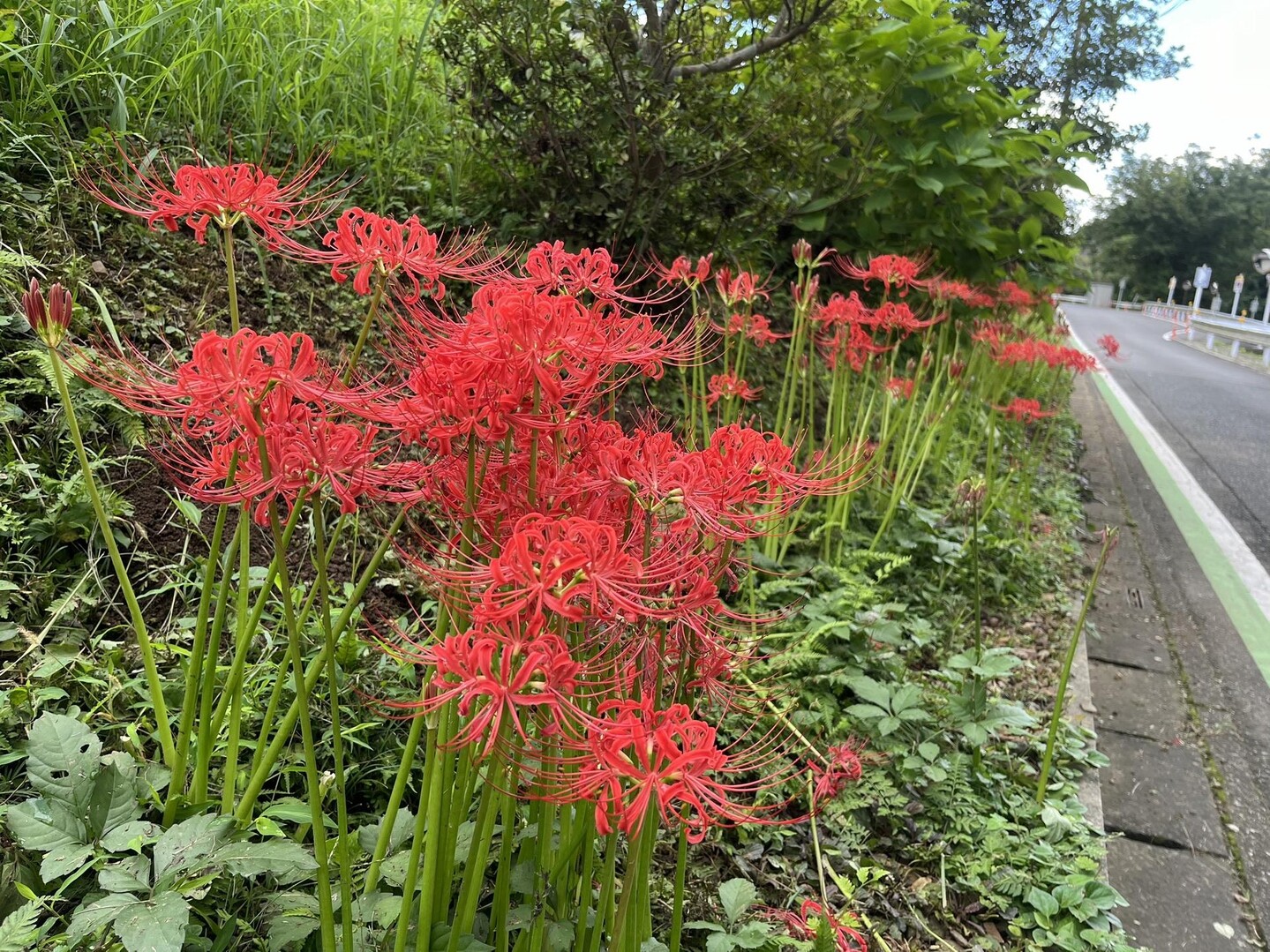 物見山・高指山 / Telemacさんのヤマノススメ巡礼マップ（天覚山・大高山・子の権現）の活動データ | YAMAP / ヤマップ