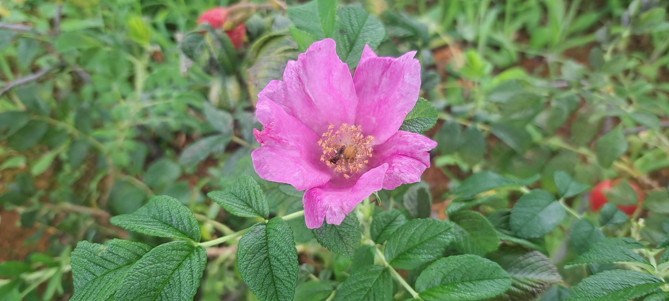 新潟島周回ウォーク(日和山)part 81 2025-09-14 / Oちゃんさんの新潟市の活動データ | YAMAP / ヤマップ