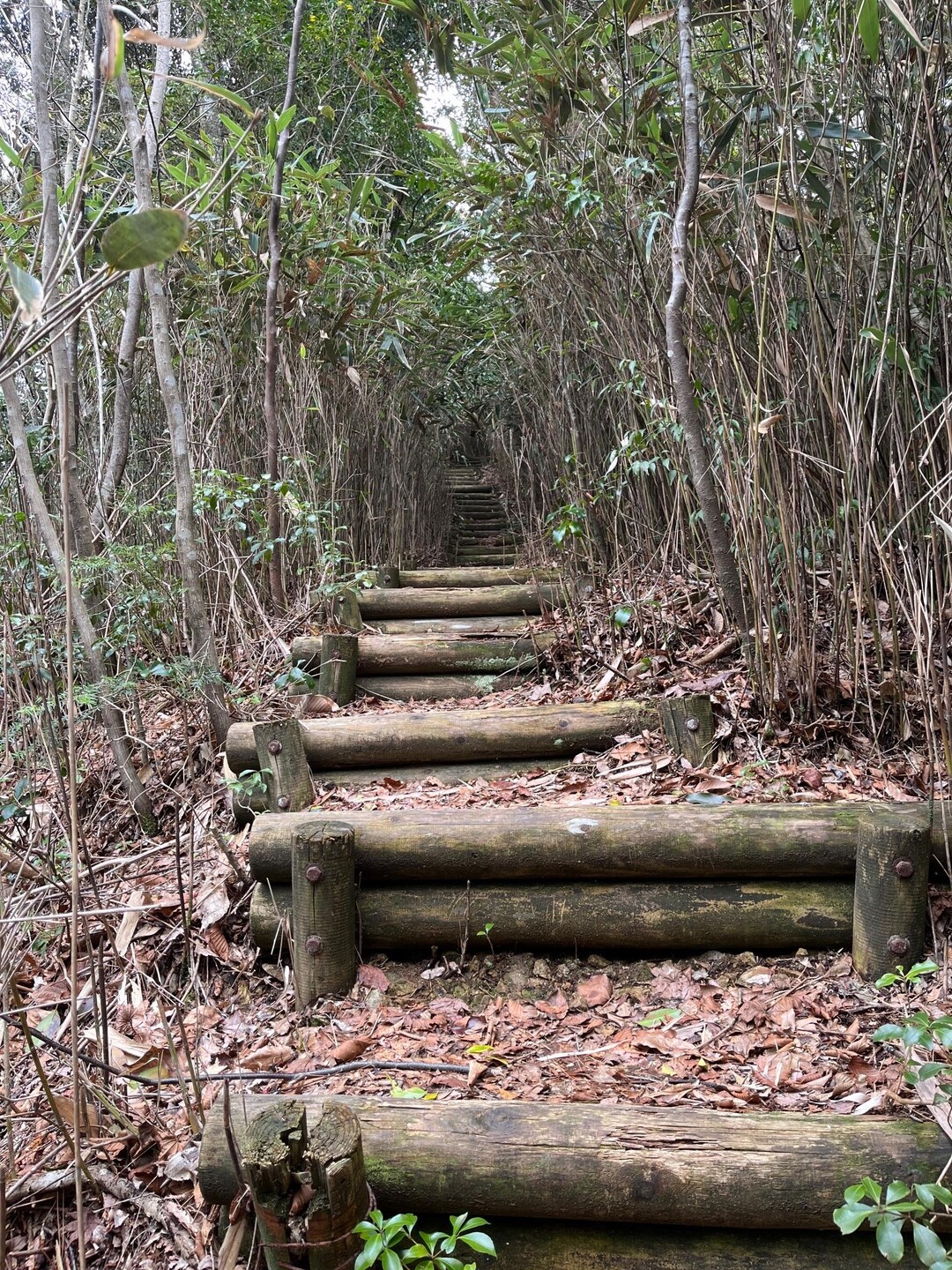 3333段の石段 107 / カリッチさんの大行寺山の活動データ | YAMAP / ヤマップ