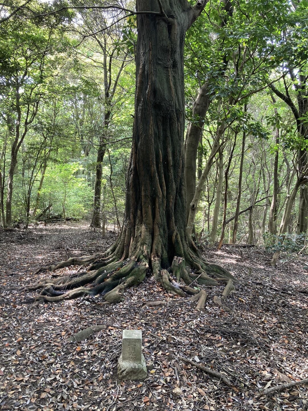 村積山・天が峰 / J Smileさんの村積山の活動データ | YAMAP / ヤマップ