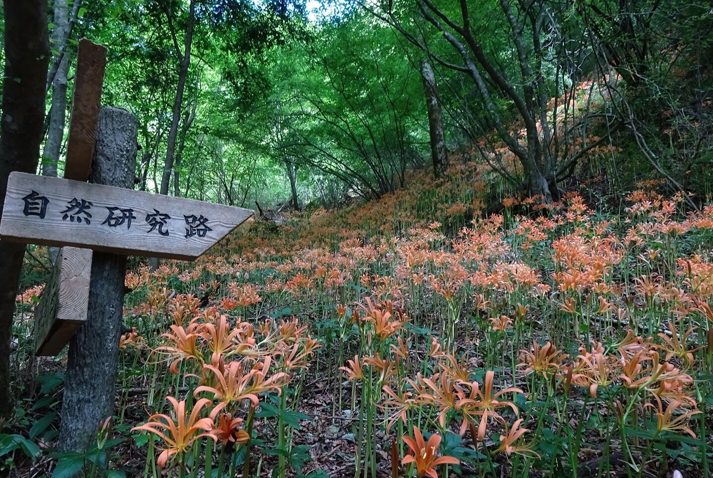 しおじの森のきつね🦊たち 釈迦岳・御前岳 / katu3さんの釈迦岳・御前岳の活動データ | YAMAP / ヤマップ