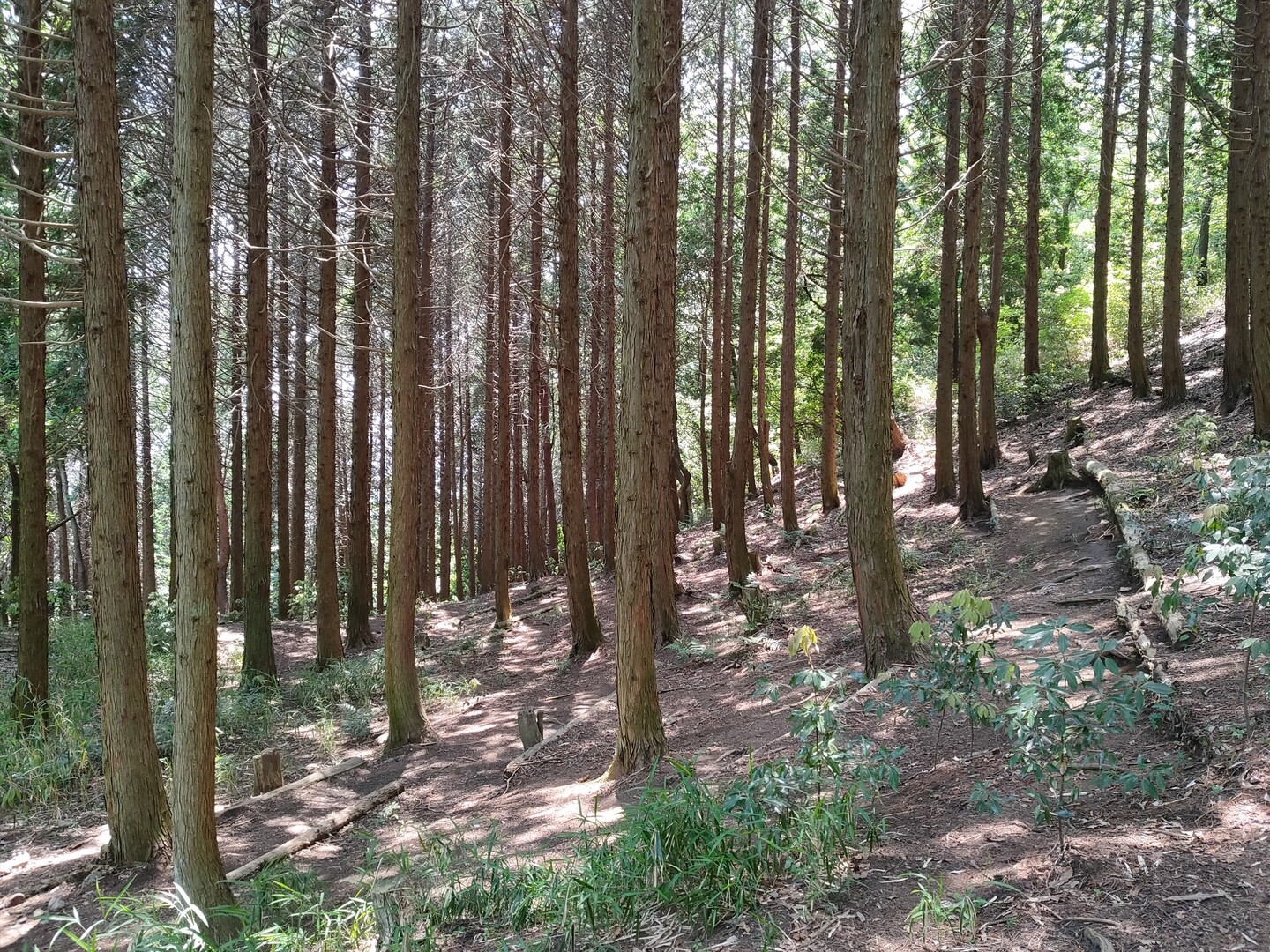 EBIさんの投稿したフィールドメモ | YAMAP / ヤマップ