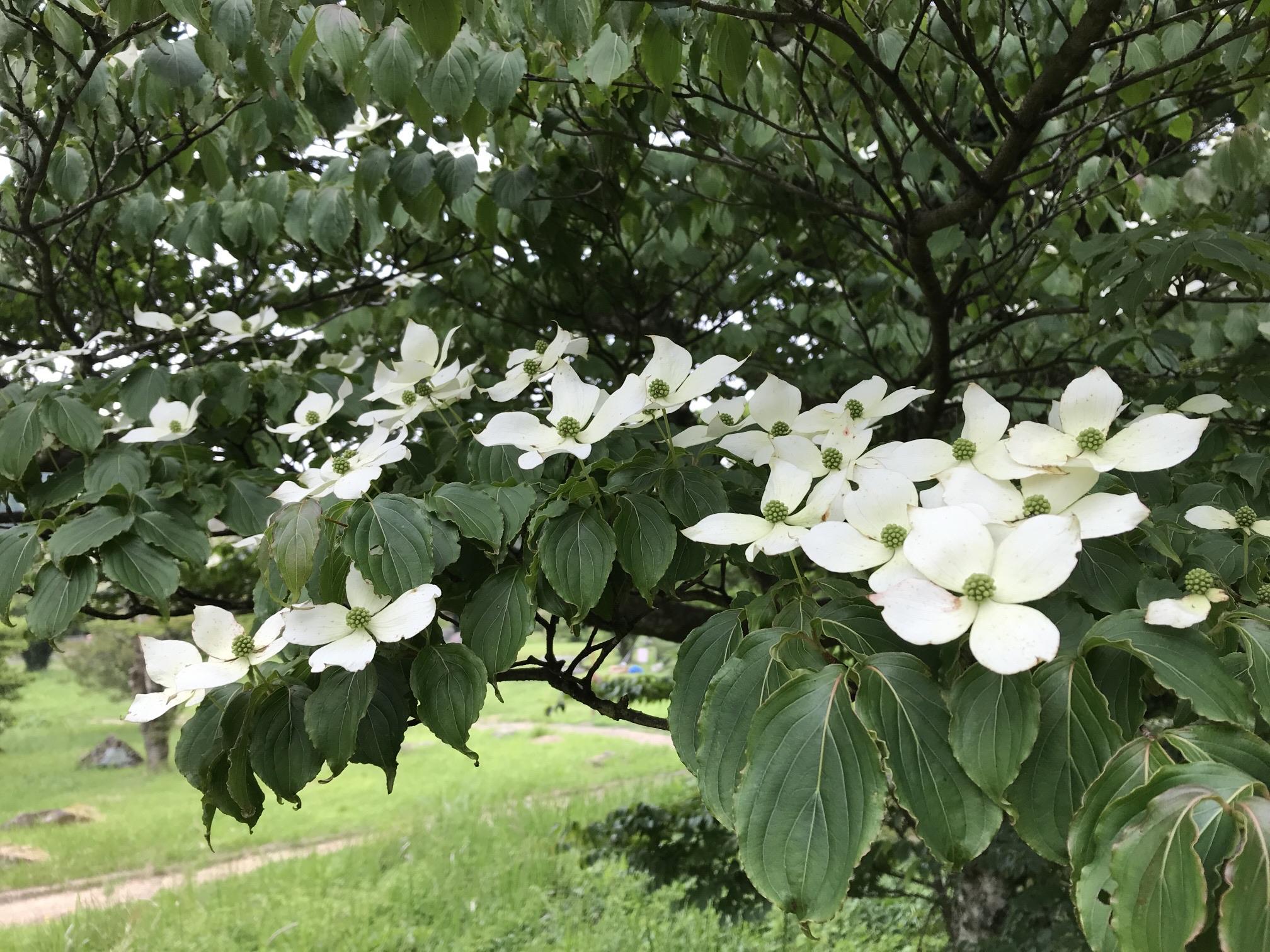 九千部岳のヤマボウシ / kohさんの雲仙岳・普賢岳・絹笠山の活動データ | YAMAP / ヤマップ