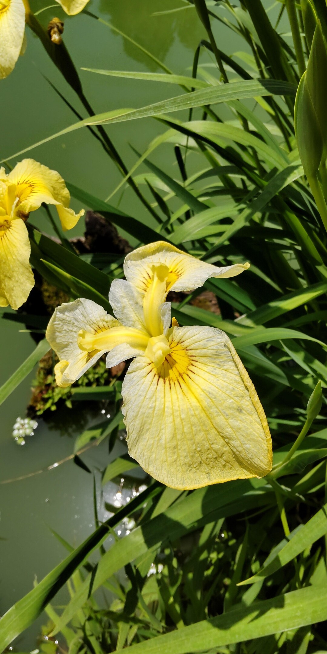 下市山のため池のキショウブ。 / 福井県民さんのモーメント | YAMAP / ヤマップ