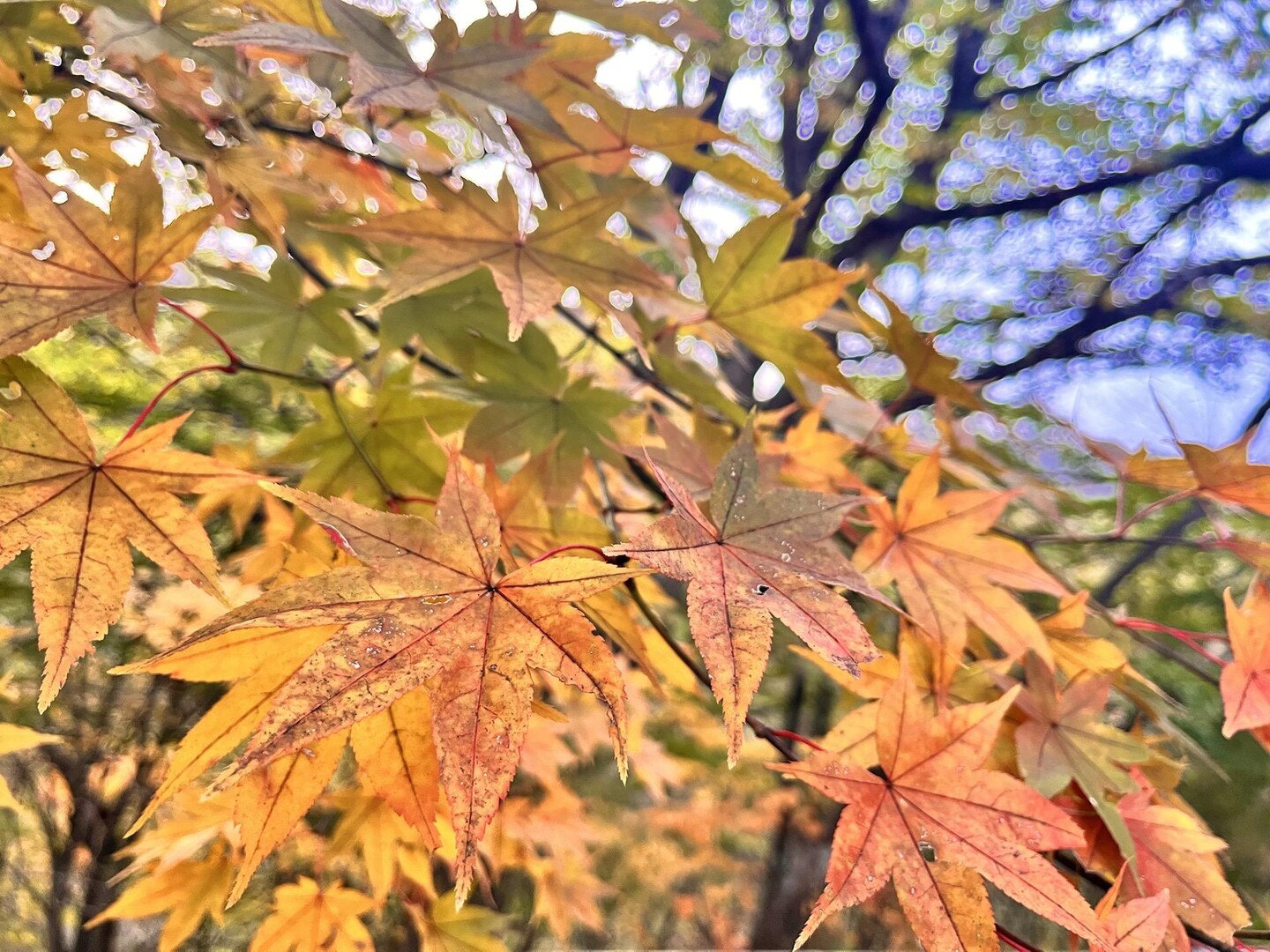 【金山】登山はお休み、でも山へ / A1さんの金山（新田金山）・八王子丘陵の活動データ | YAMAP / ヤマップ
