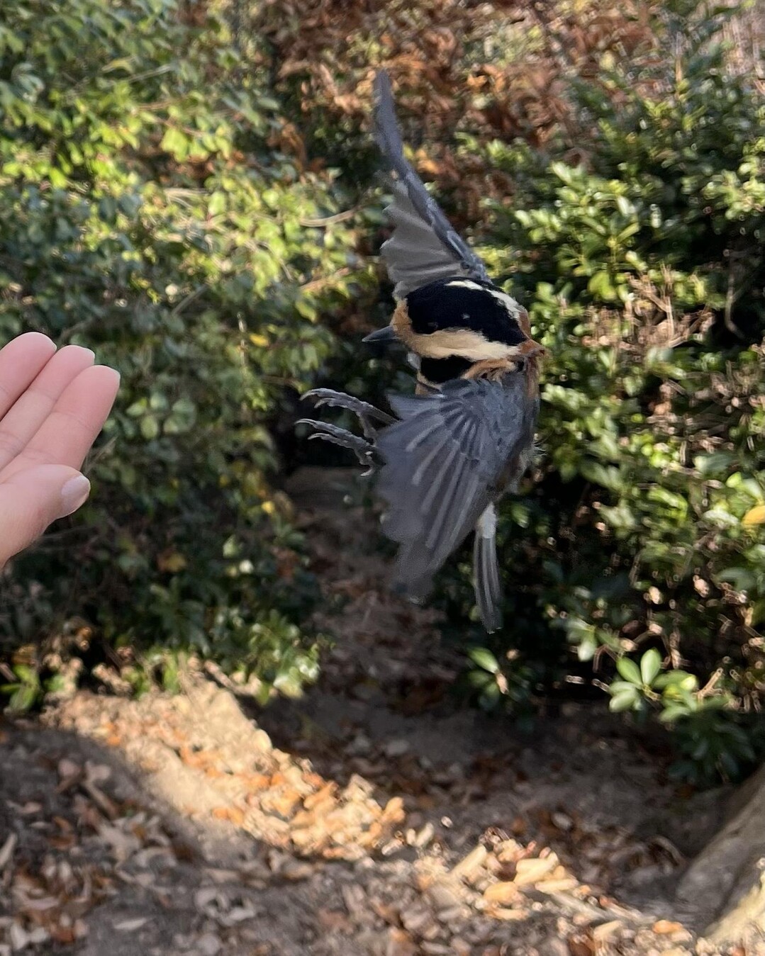春日井三山 ヤマガラとMontana / Yu-min.Kさんの春日井三山・弥勒山・大谷山・道樹山の活動データ | YAMAP / ヤマップ
