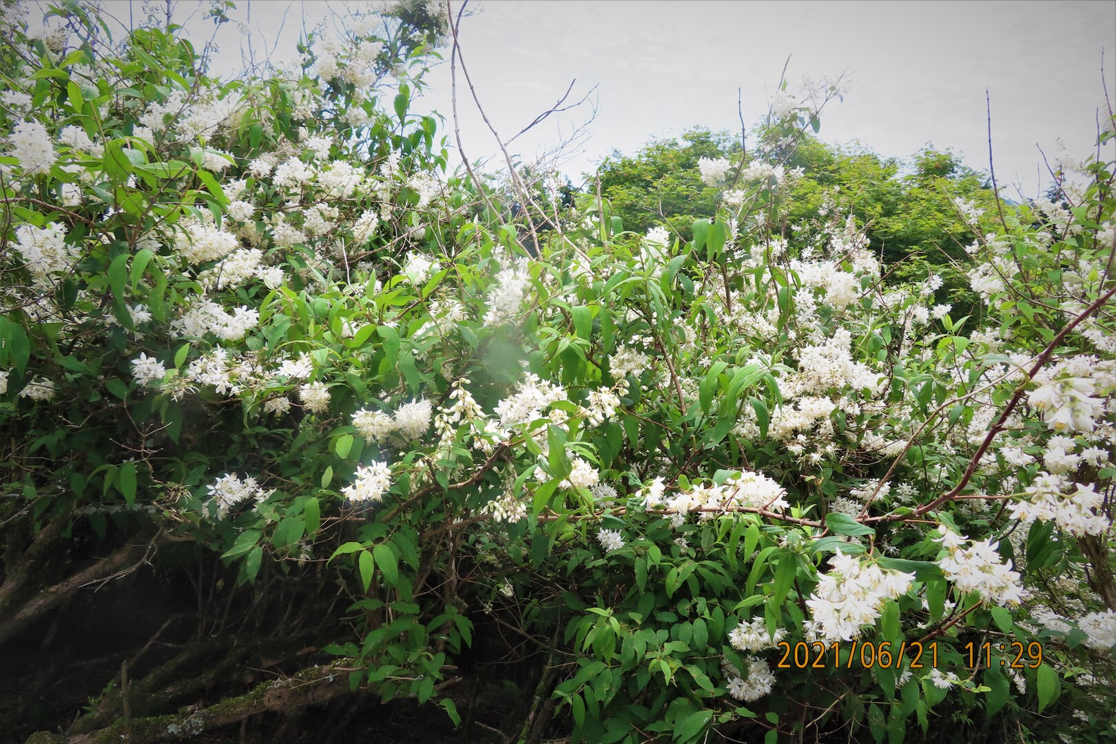 学能堂山-2021-06-21 / ss43mさんのハイキングの活動データ | YAMAP / ヤマップ