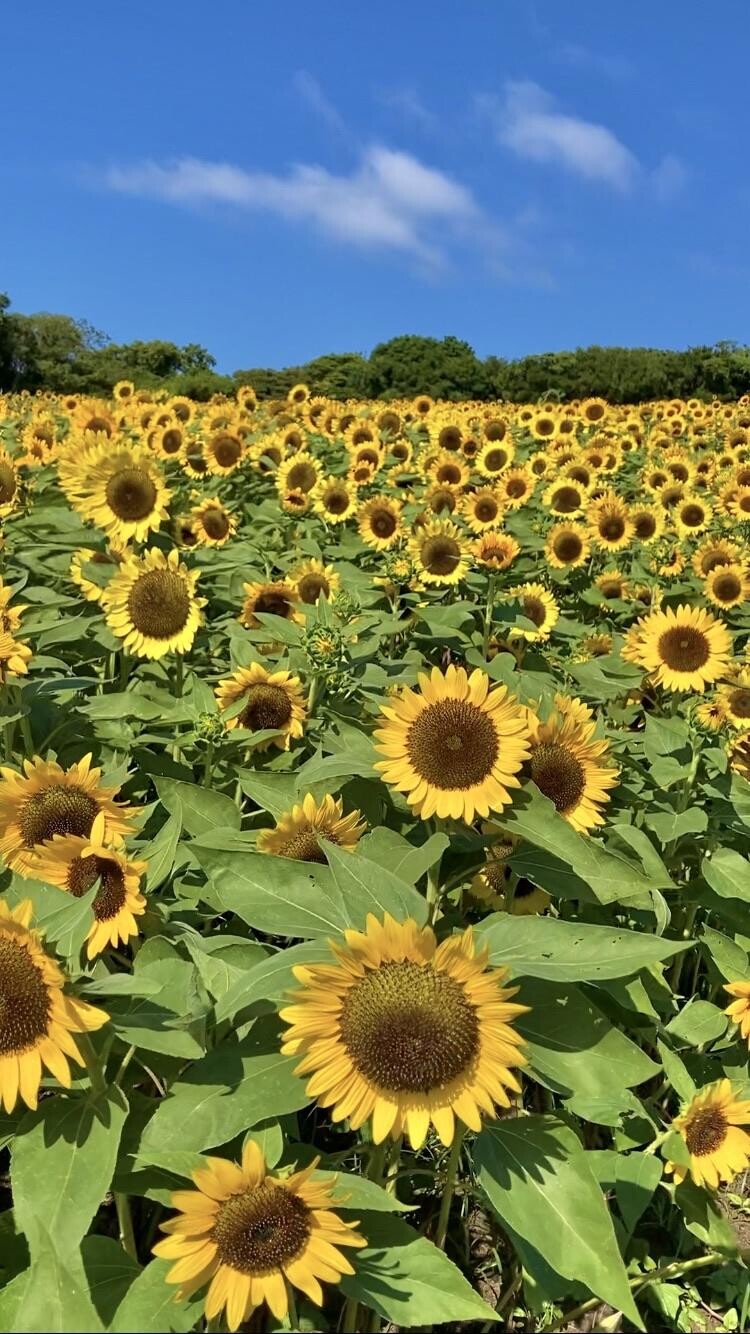 ひまわり🌻をあわじ花さじきへ 見に行っ... / chieさんのモーメント | YAMAP / ヤマップ
